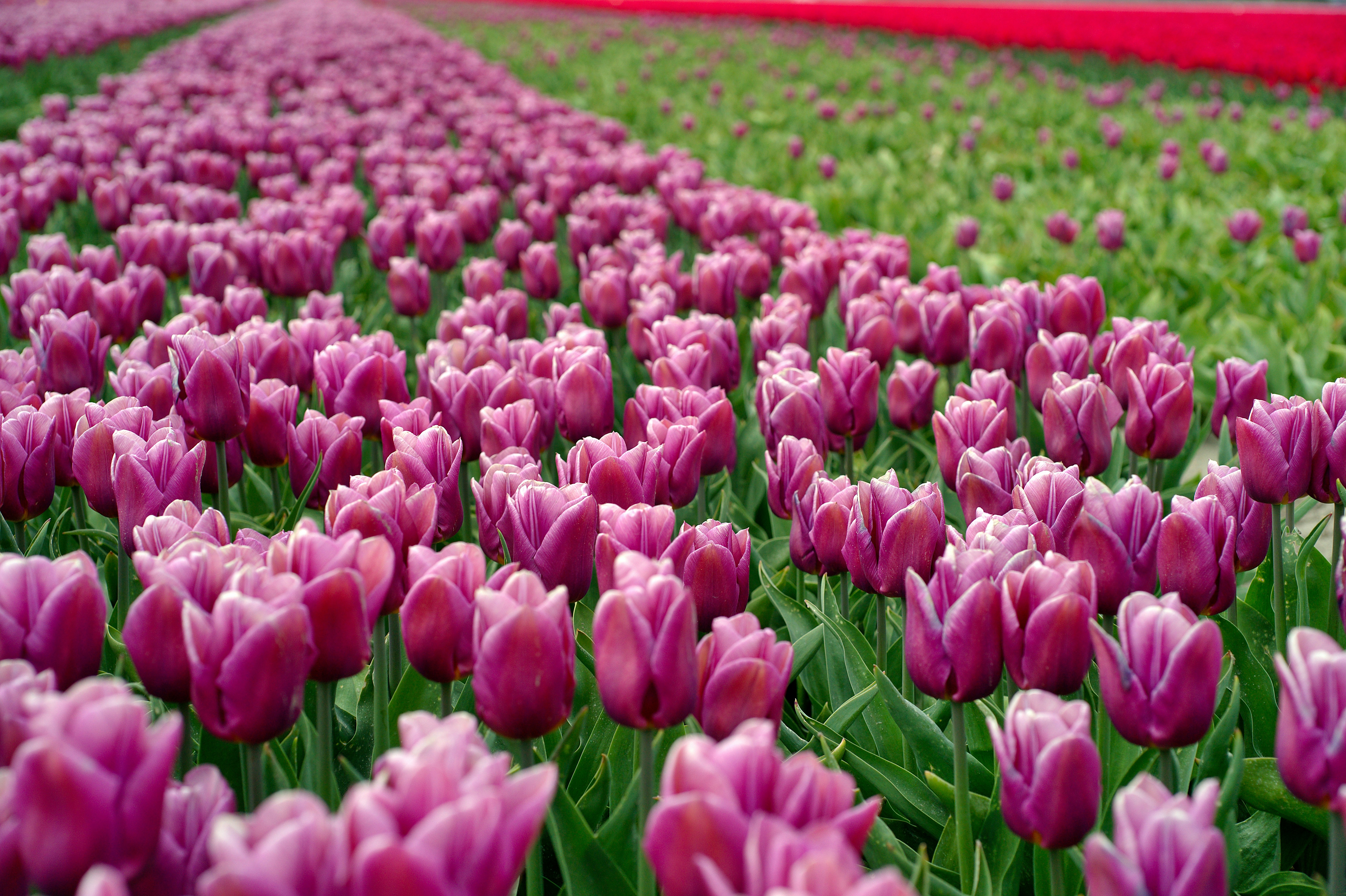 Vast field of purple tulips stretching into the distance under soft daylight.