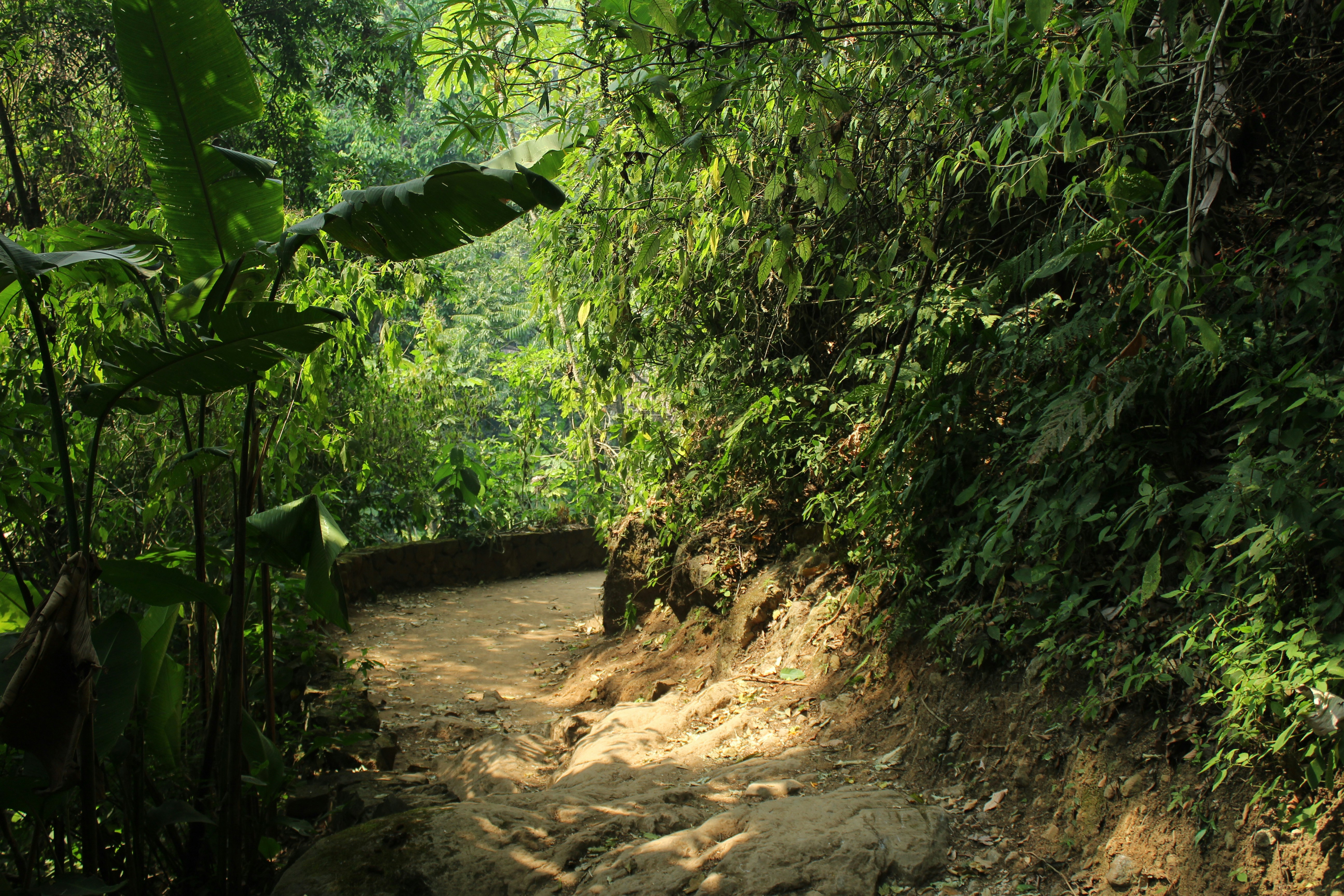 A winding dirt path through lush greenery, framed by vibrant foliage and dappled sunlight filtering through the trees.