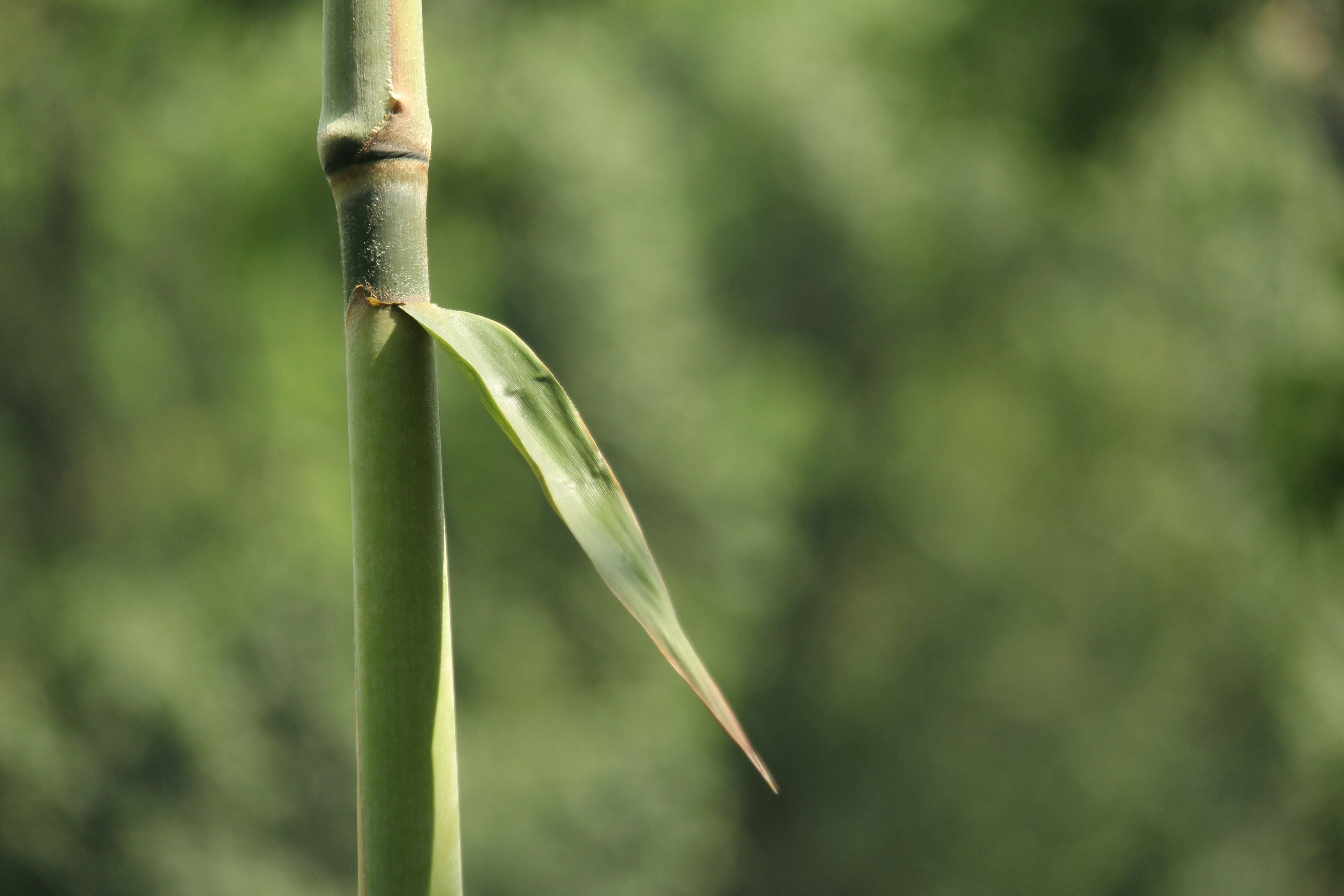 Single bamboo stalk with a lone leaf against a blurred green background.