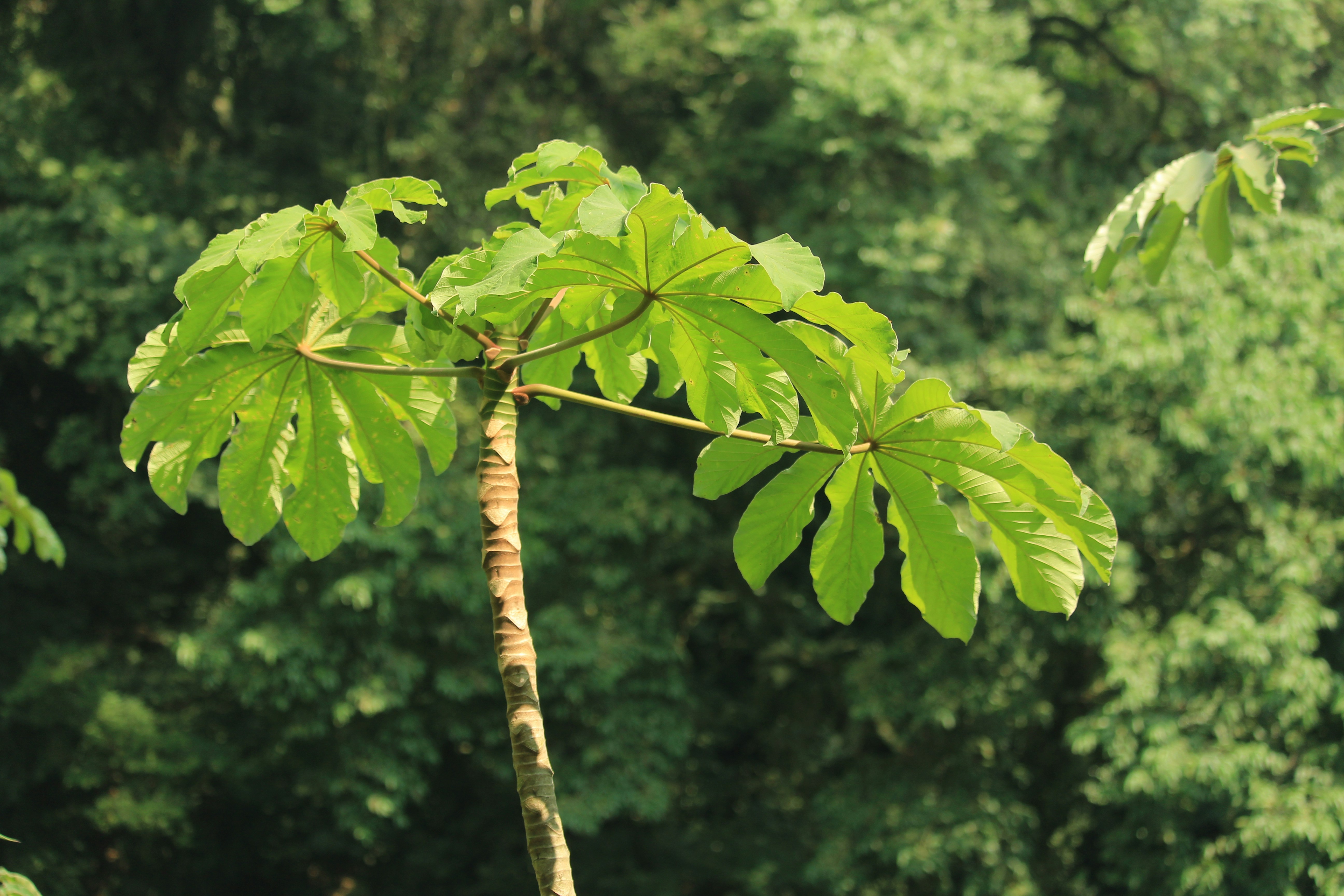 Sunlit Palmate Leaves: A Young Tree Crown Against a Velvet Green Backdrop