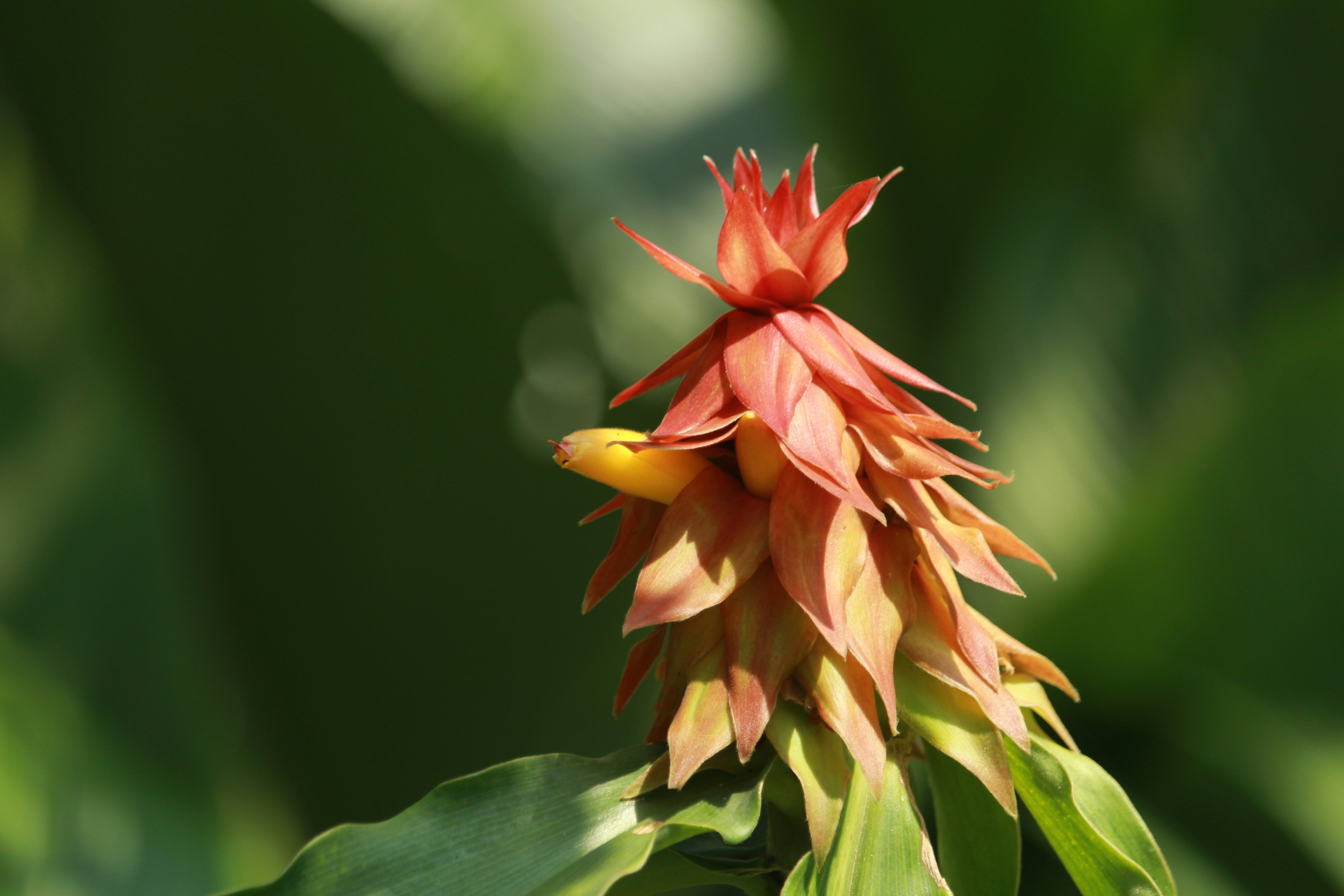 Orange Bract Bloom: Quiet Fiery Accent Among Green Foliage