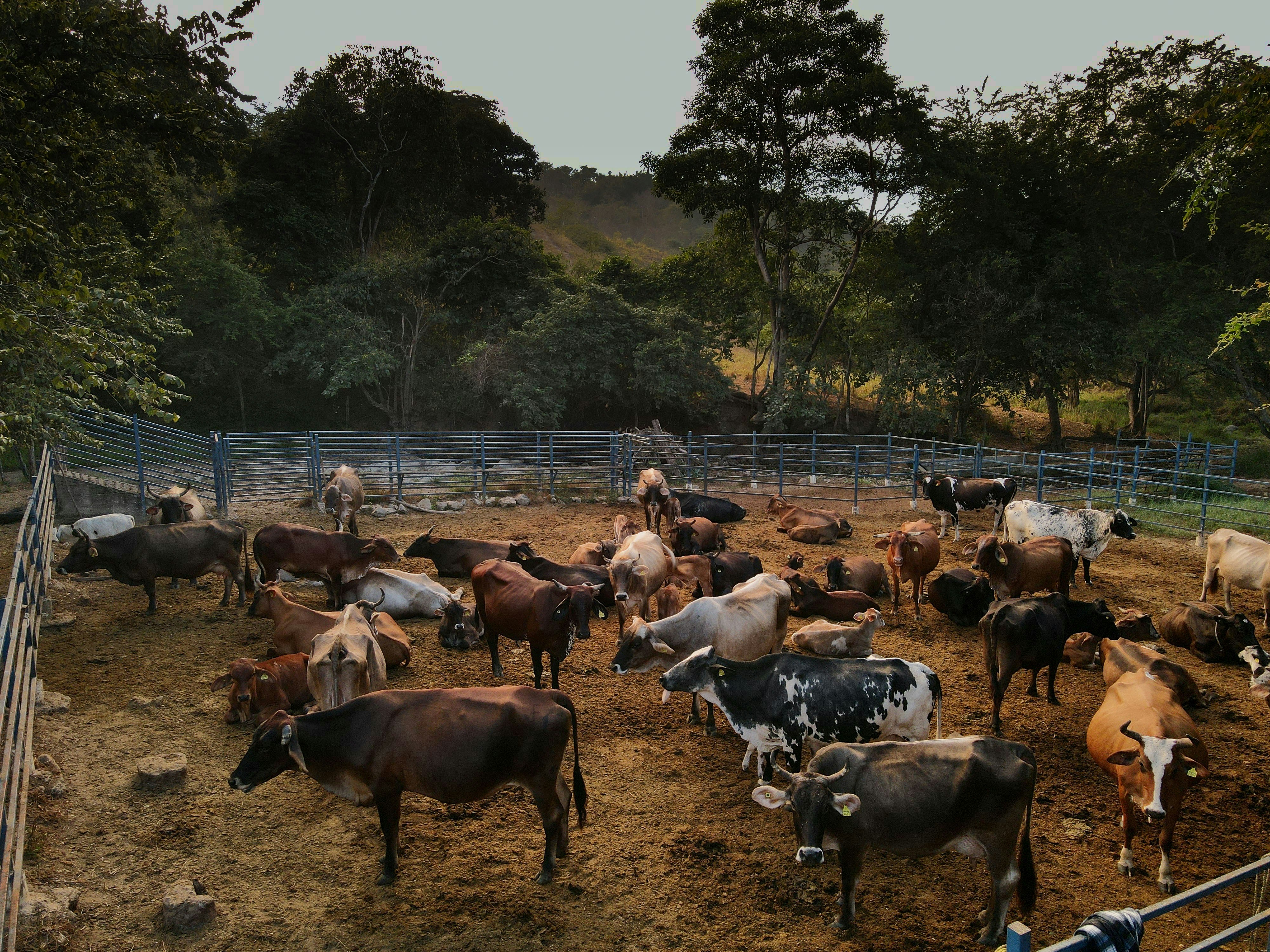 Farmyard Chorus: A Sunlit Herd in a Circular Pen