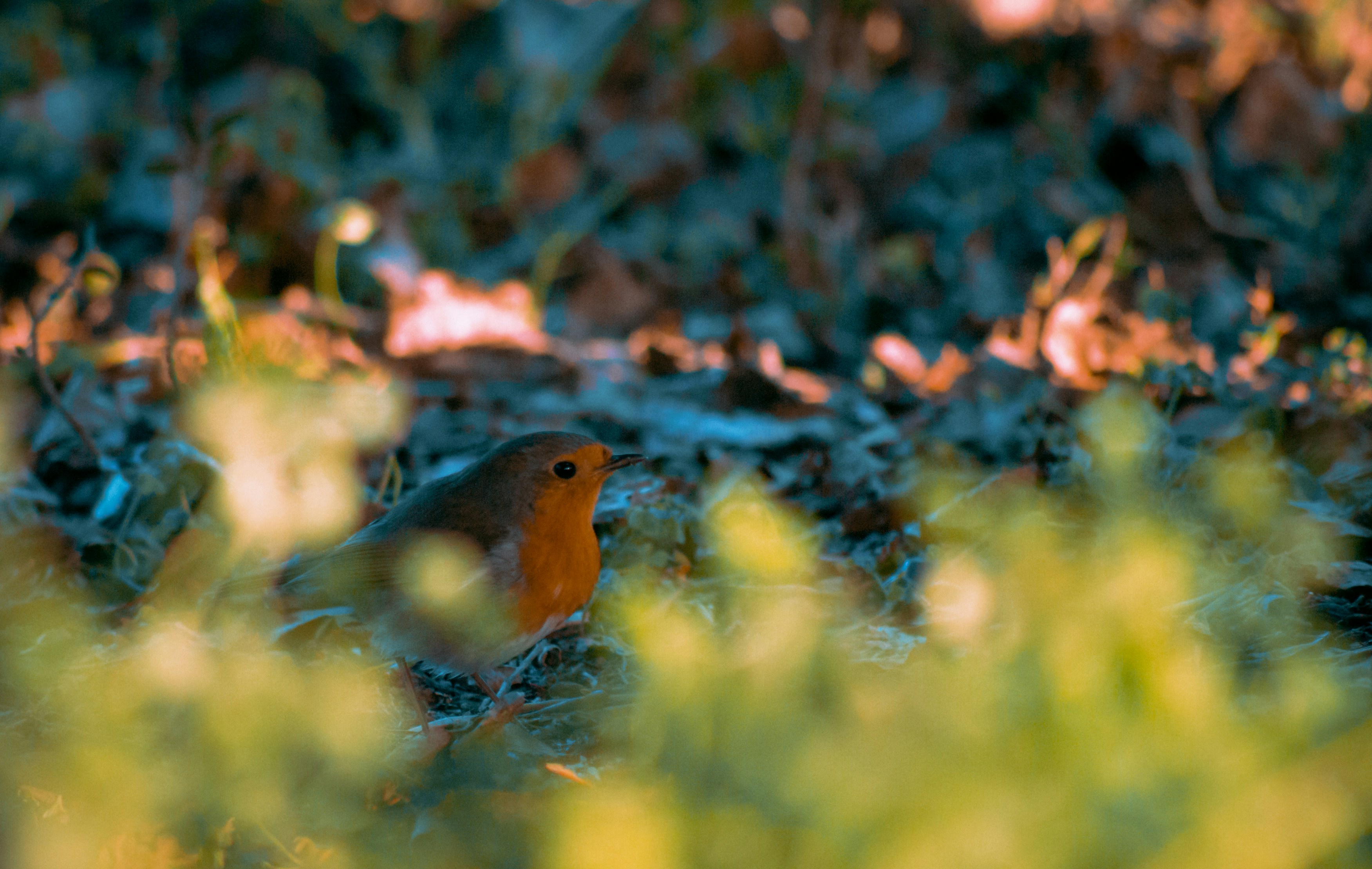 Ember in Leaf-Litter: A Robin's Quiet Moment
