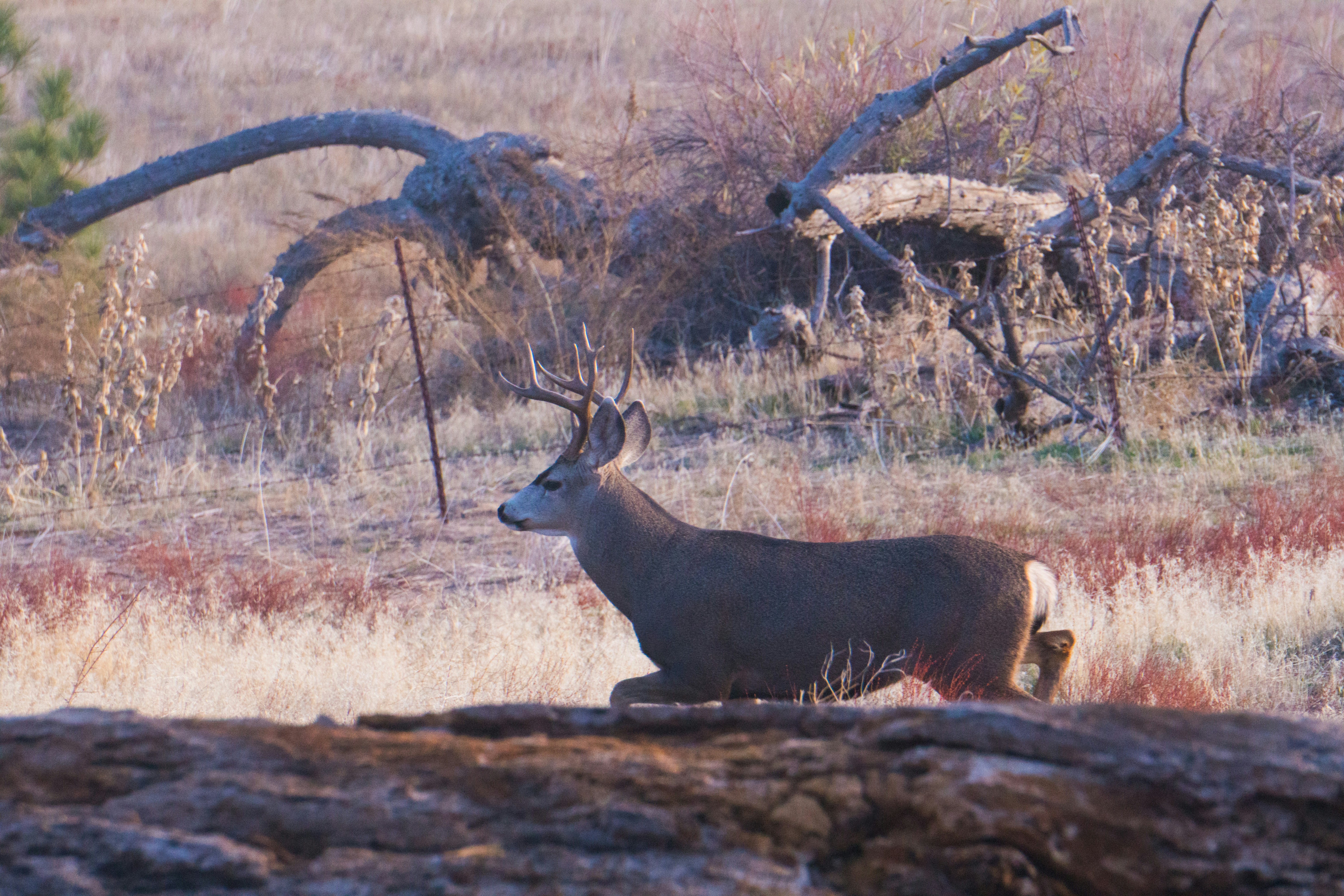 A deer standing in a field next to a fallen tree photo – Free Grey ...