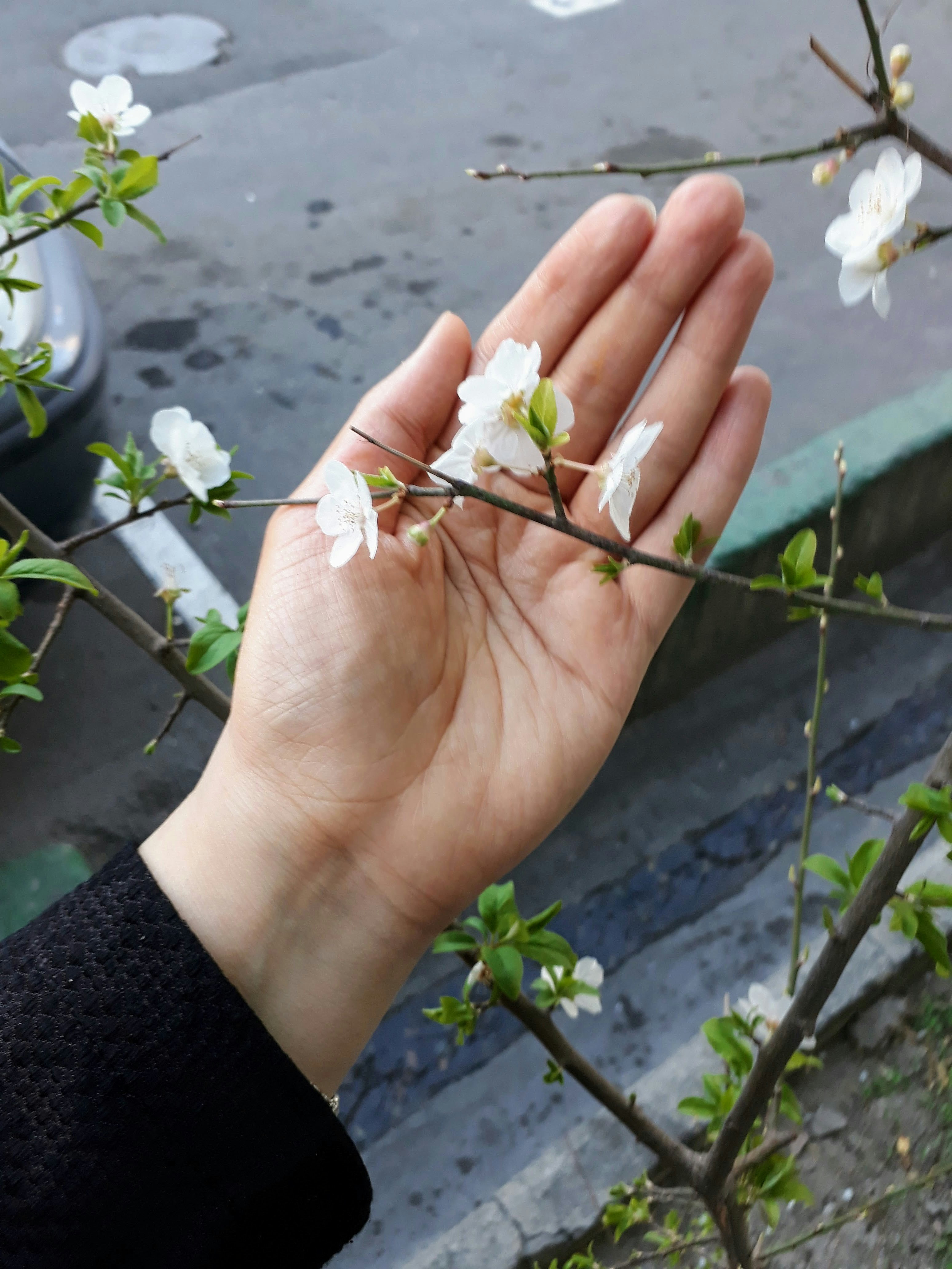 Hands and blossoms: a gentle palm cradles white blooms against a concrete backdrop