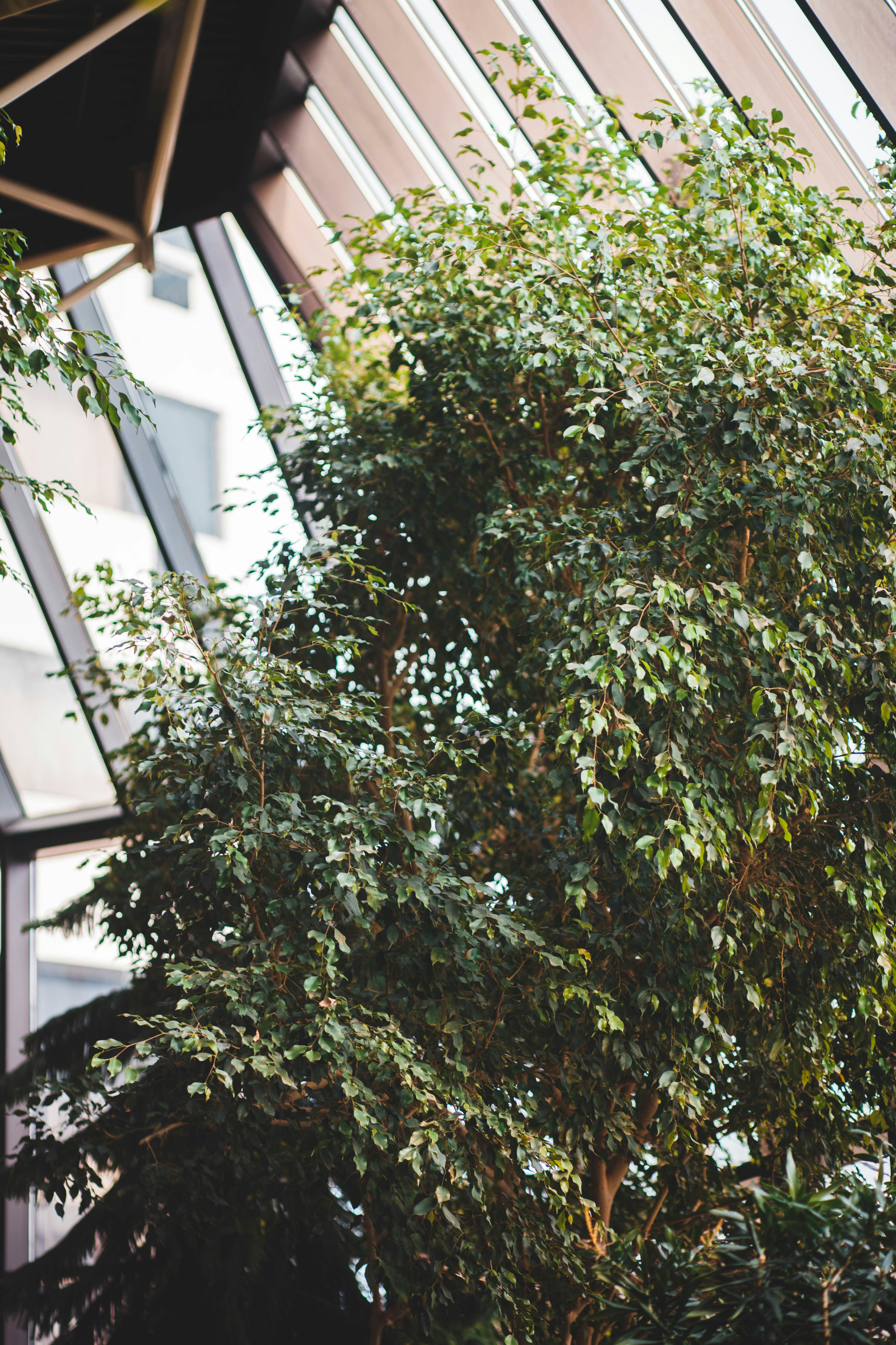 A tree in front of a building with a skylight photo – Free Plant Image ...