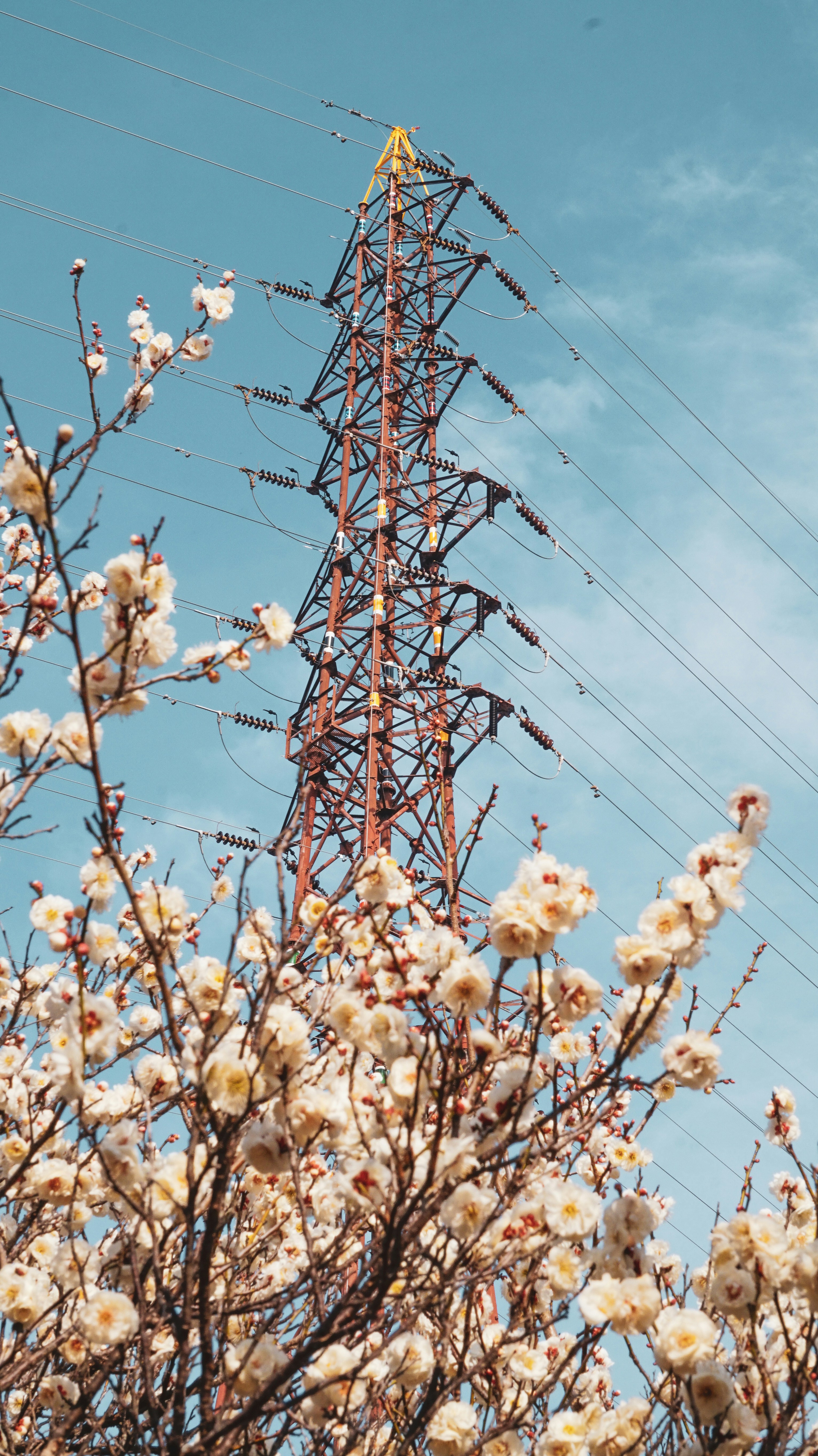 Electric Lattice Rising Through Spring Blooms