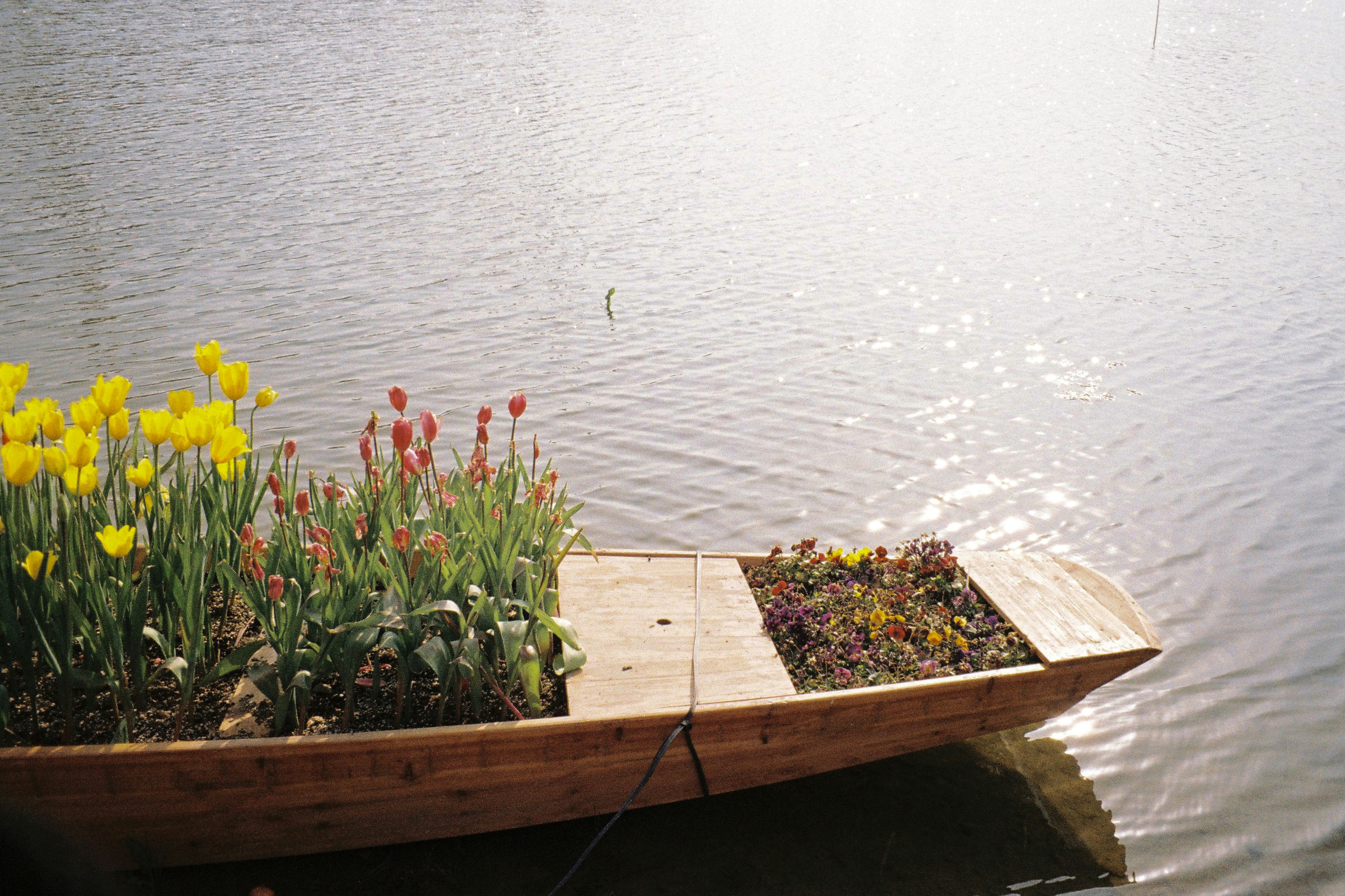 Floating Garden: Tulips on a Sunlit Wooden Boat