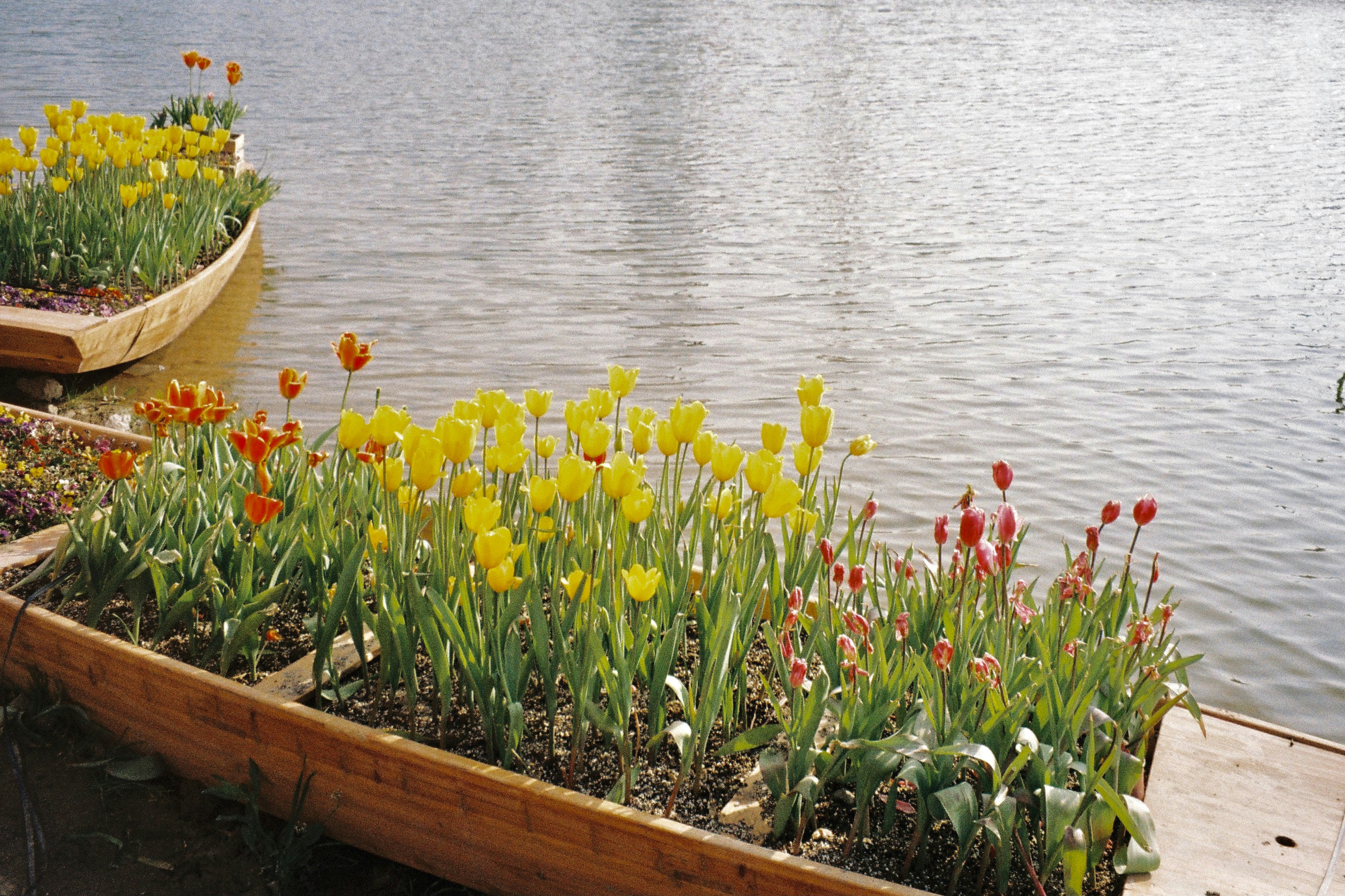 a row boat filled with lots of flowers next to a body of water