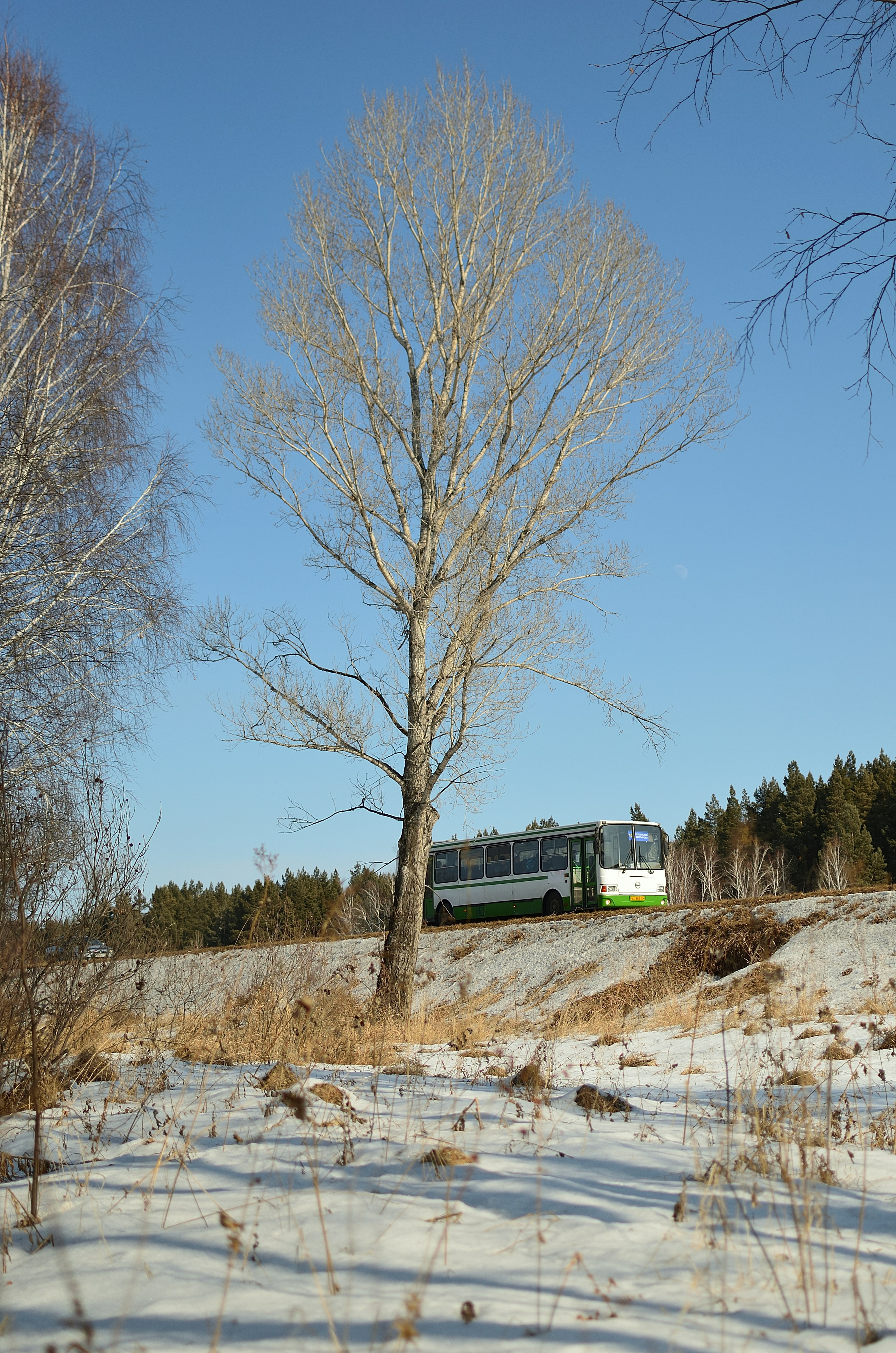 Snowbound Sentinel: The Tall Bare Tree Framing a Bus on a Snowy Lane