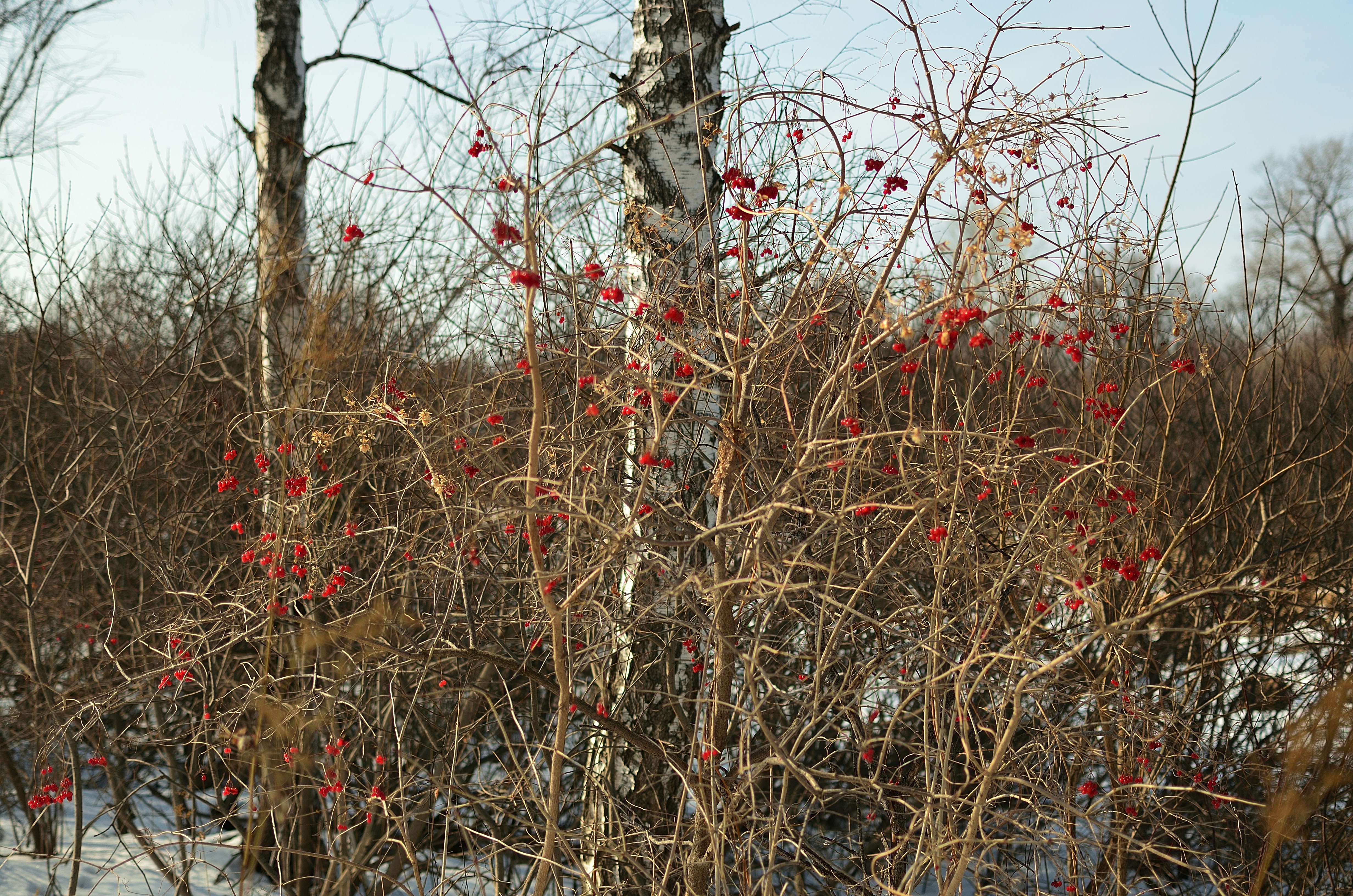 a bush with red berries in the snow