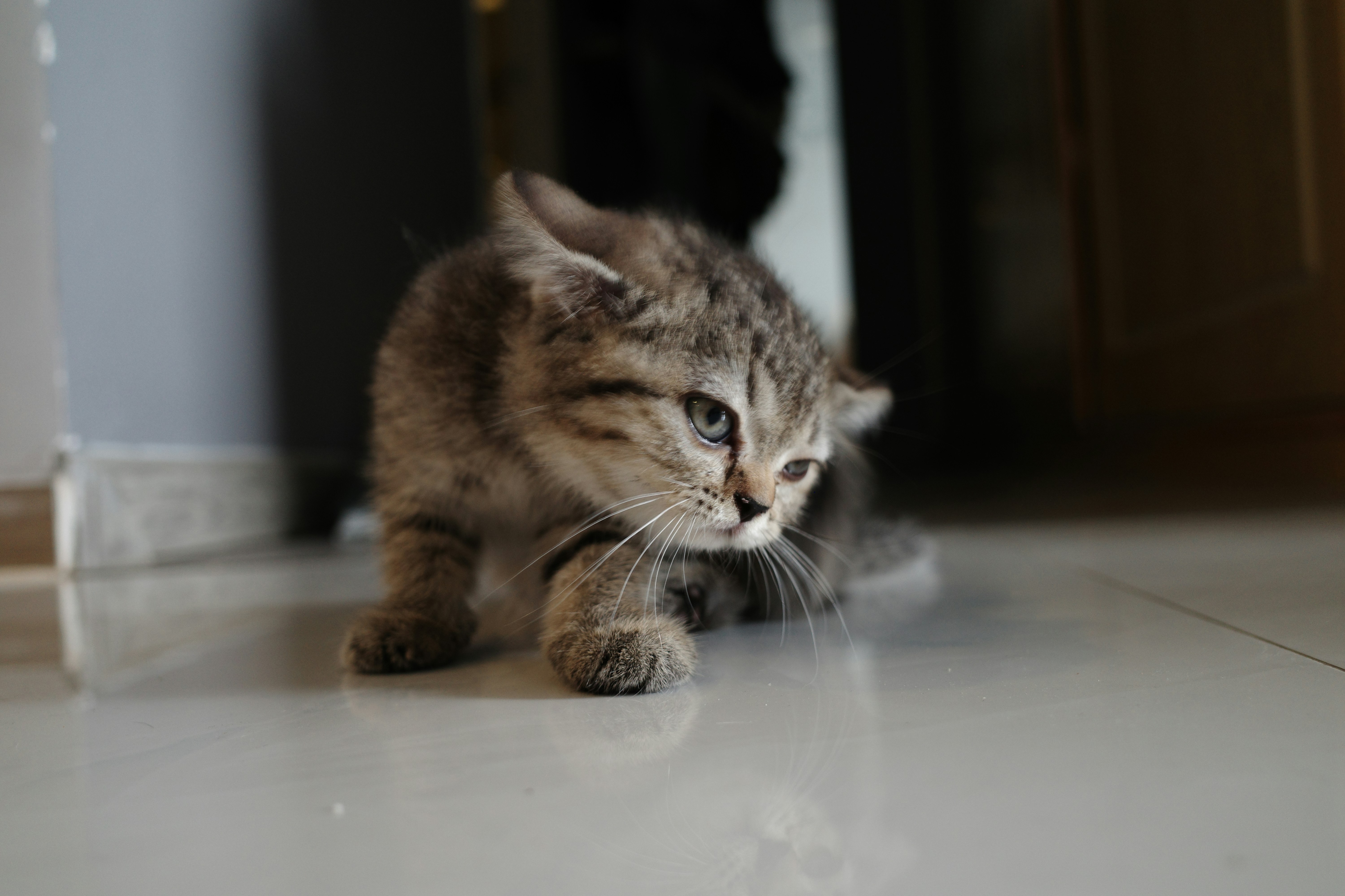 Playful kitten crawling across a glossy floor, showcasing its curious nature and playful demeanor.