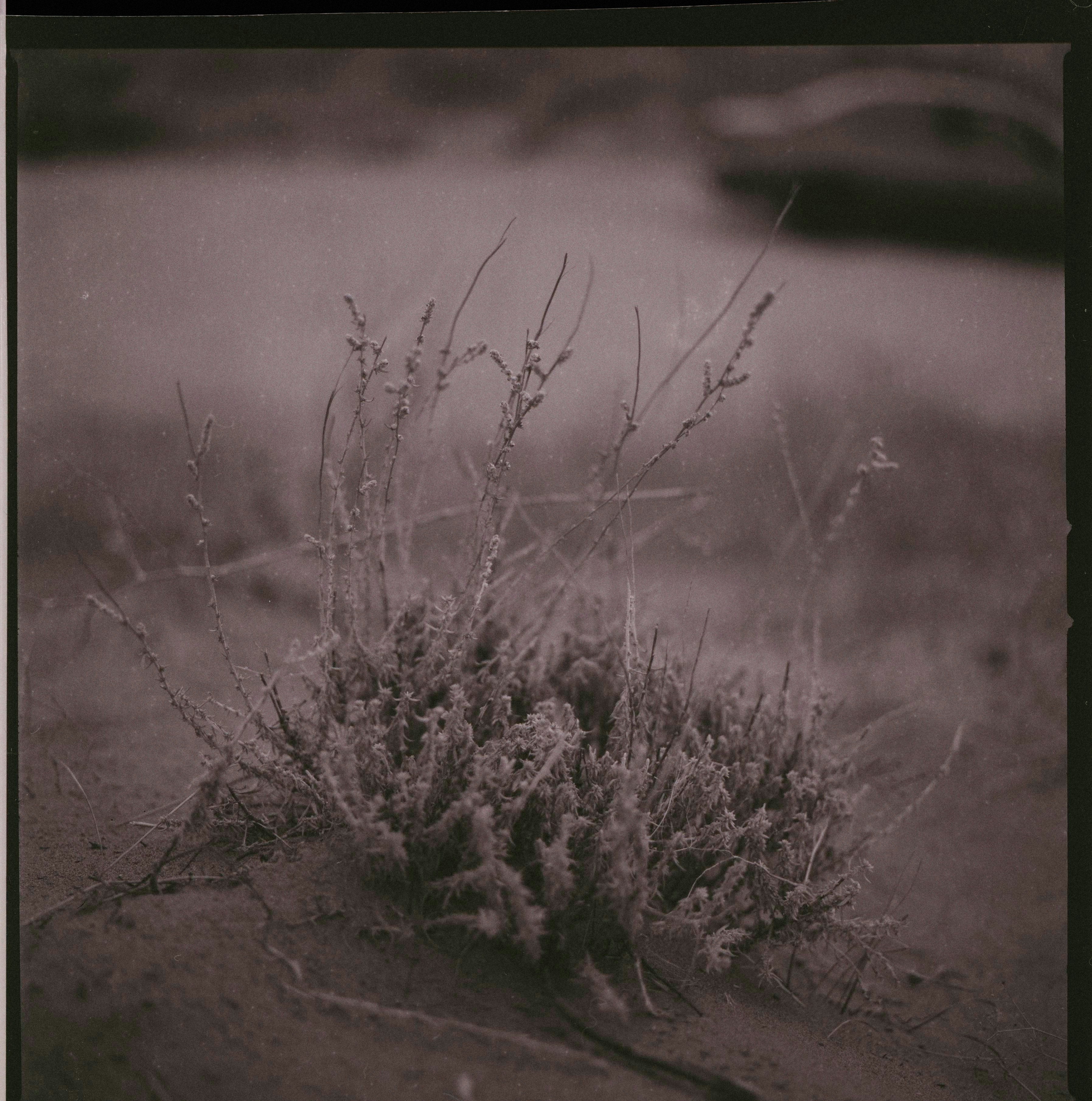 a black and white photo of a plant on the ground