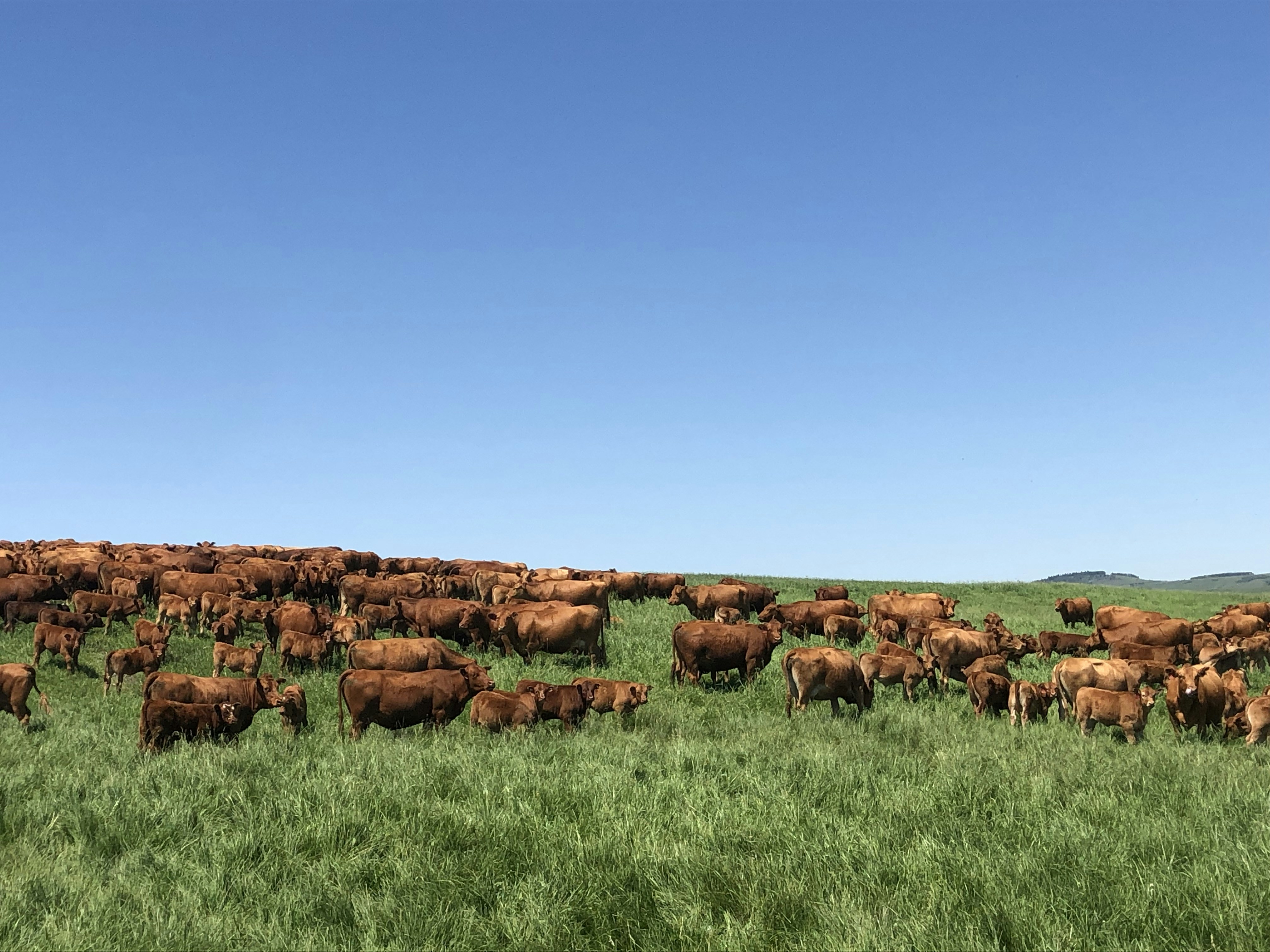 Herd of cattle grazing on a lush green field under a clear blue sky.