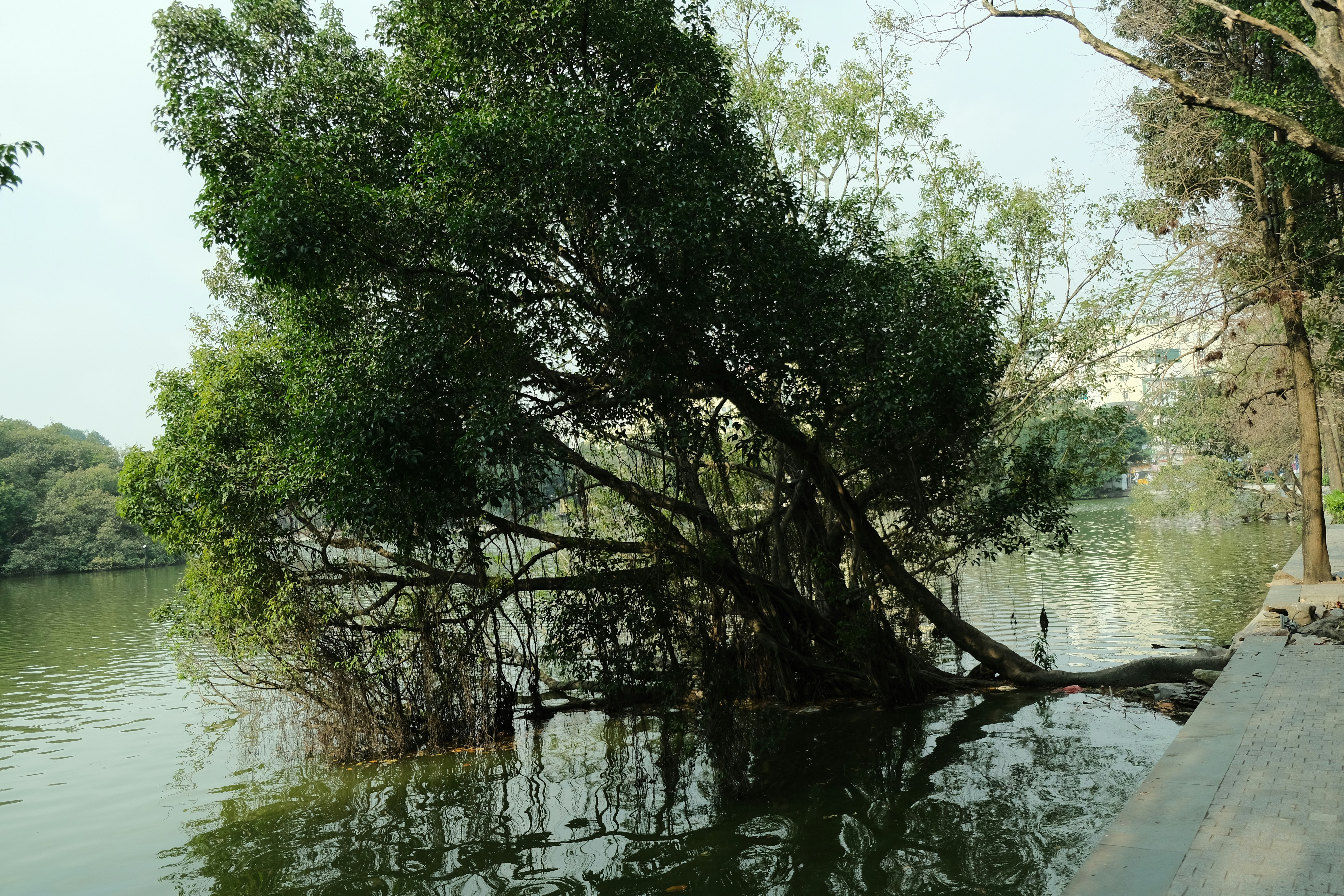 A large tree sitting in the middle of a river photo – Free Hanoi city ...