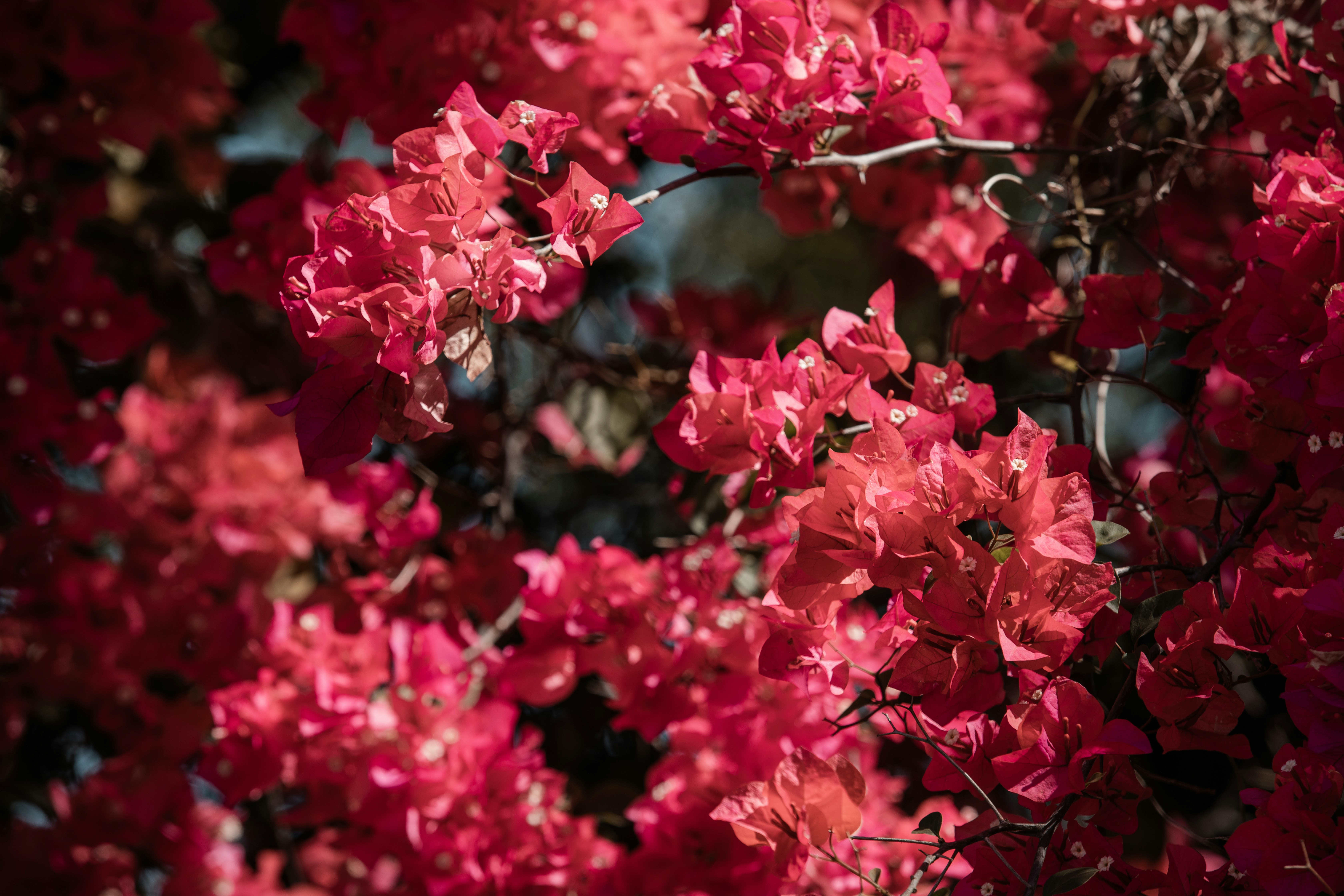Un bouquet de fleurs rouges qui sont sur un arbre photo – Photo Plante ...
