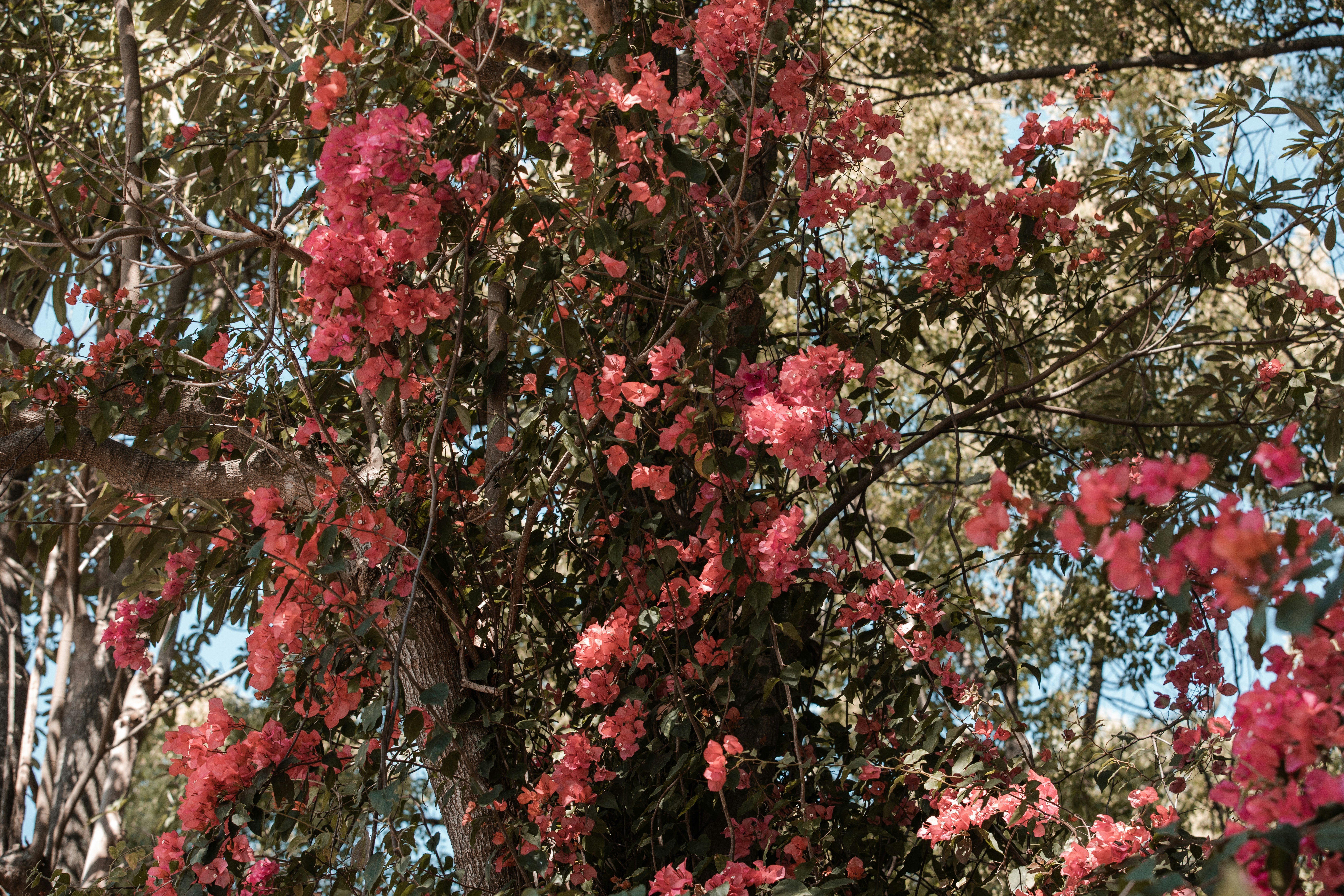 Native Plant Landscaping Oklahoma City: 5 Amazing Benefits