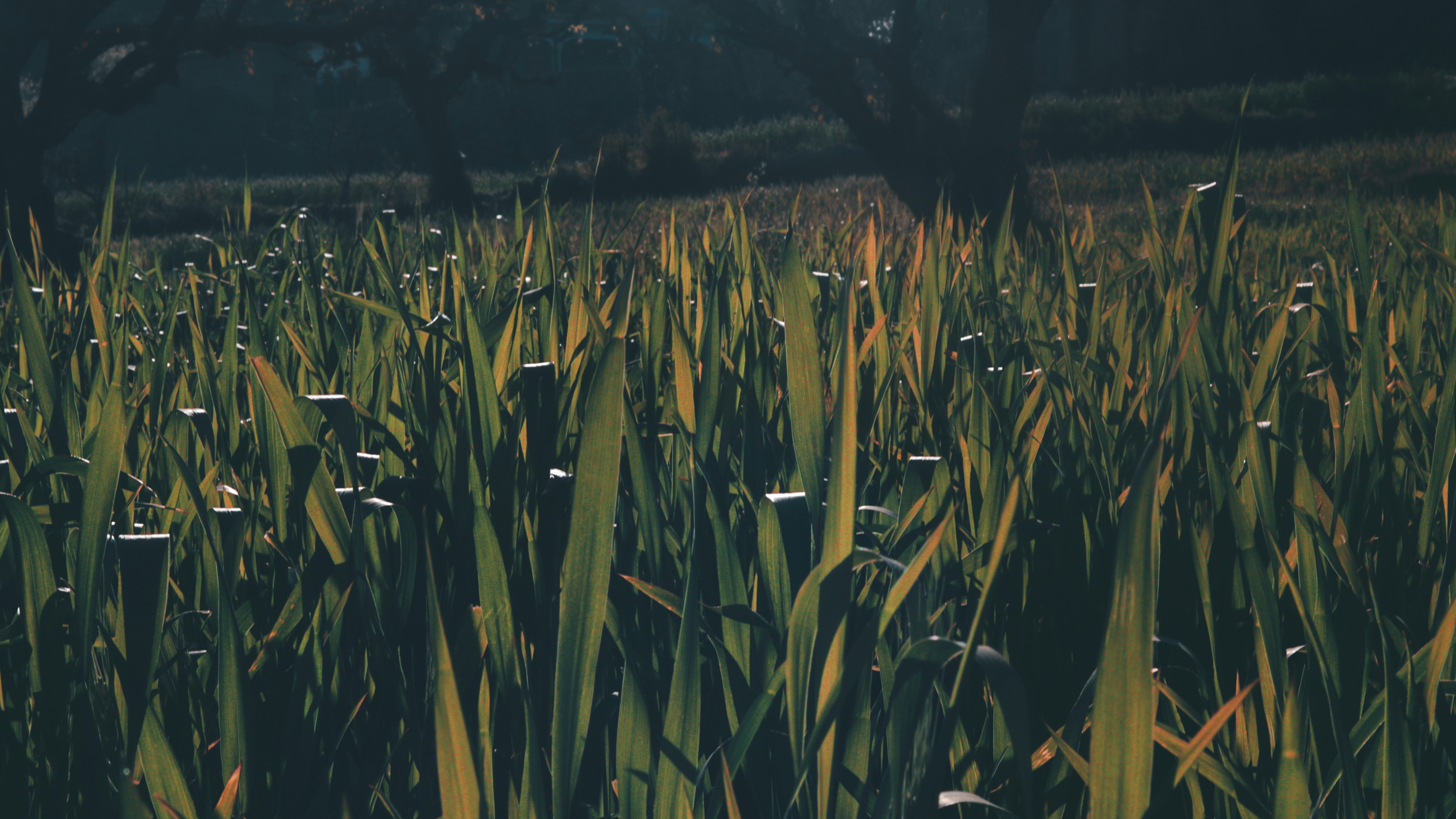 Wheat farming field in the asia pakistan

