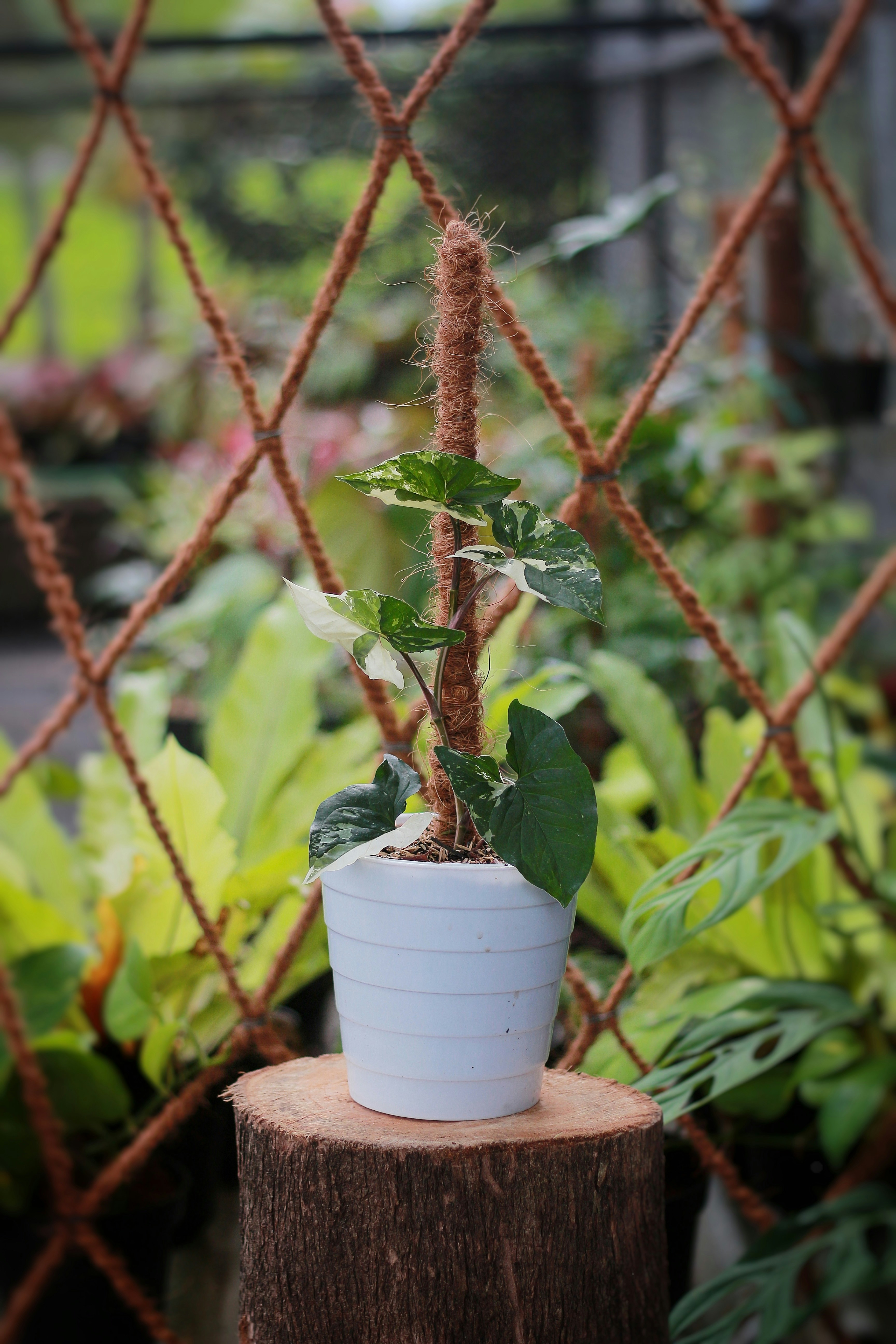 Verdant Elegance: A Study in Greenery