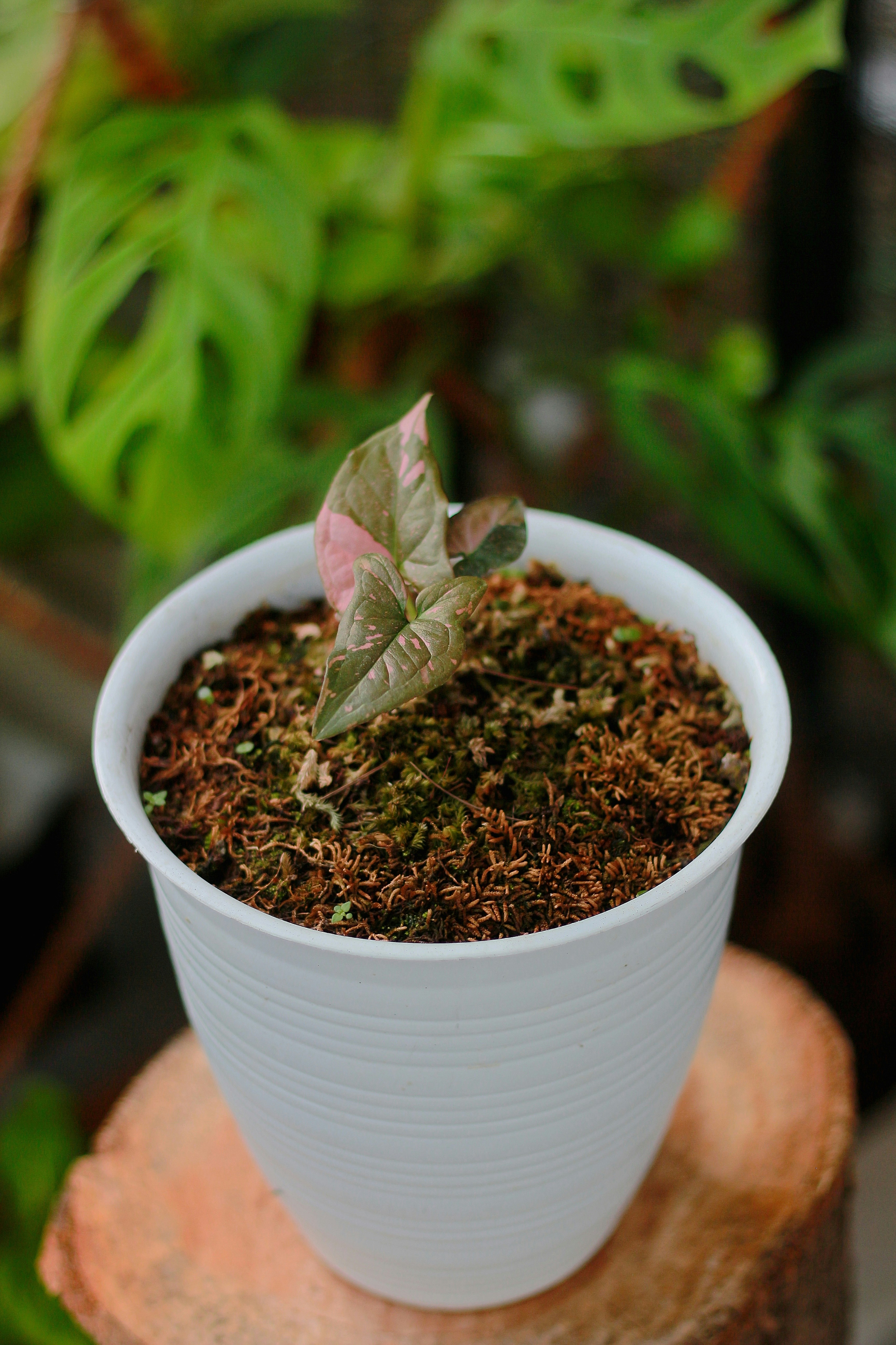 New Leaves in a White Pot: Quiet Growth on a Mossy Stump