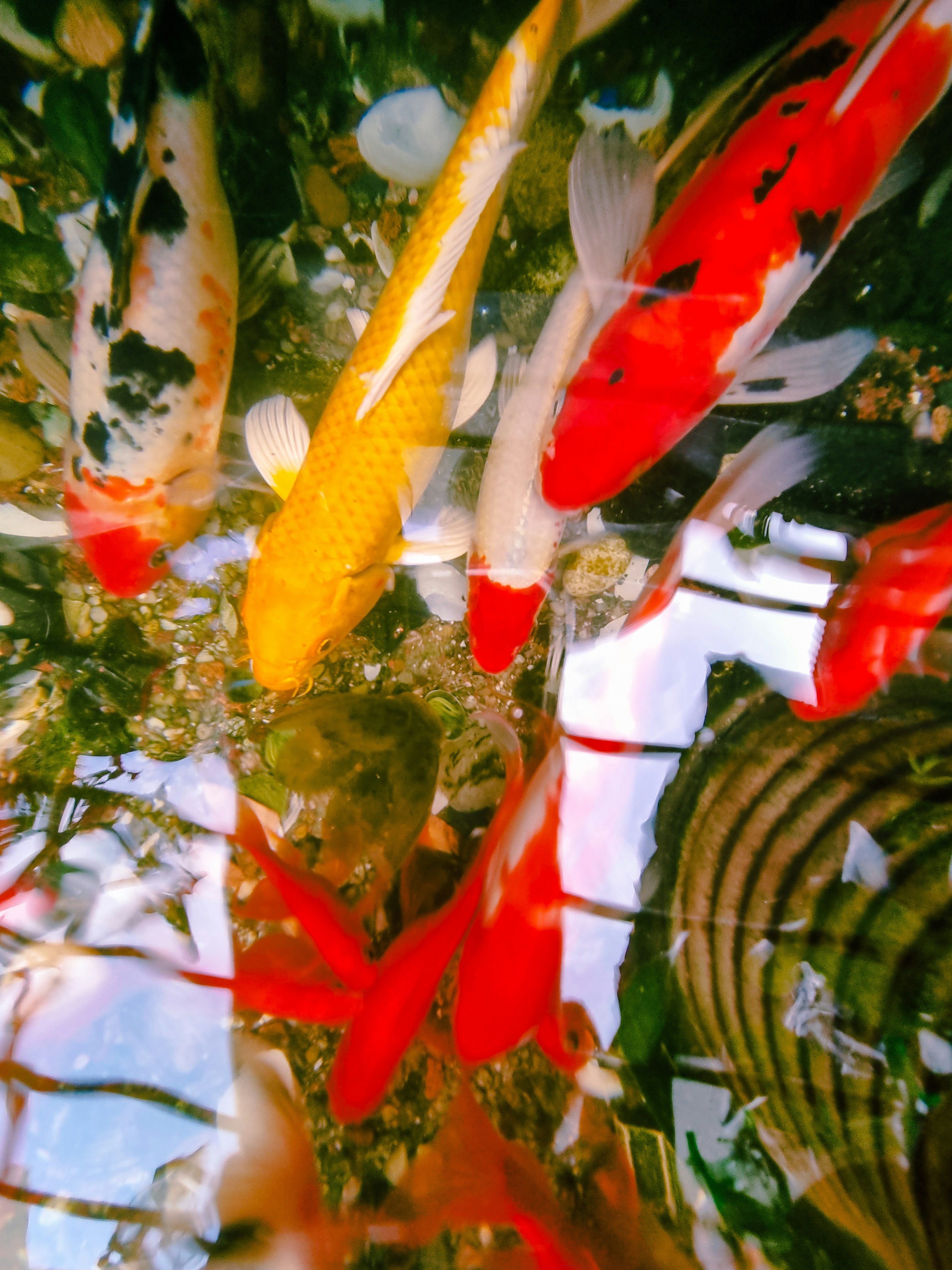 Vibrant koi fish swimming amidst reflections and aquatic plants in a serene pond.
