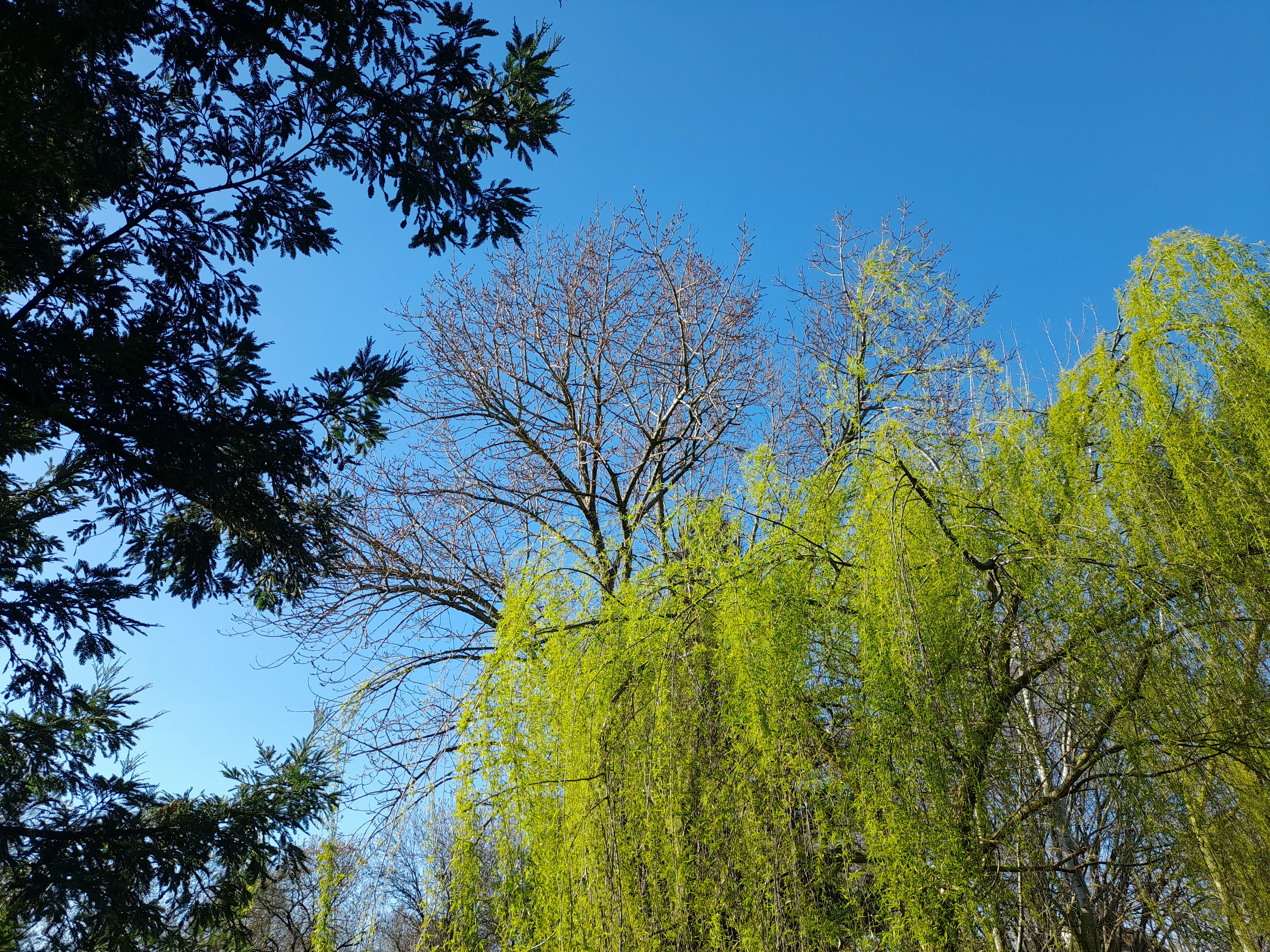 Bright blue sky anchors a composition of bare trees with cascading green willows on the right, creating a serene arboreal scene.