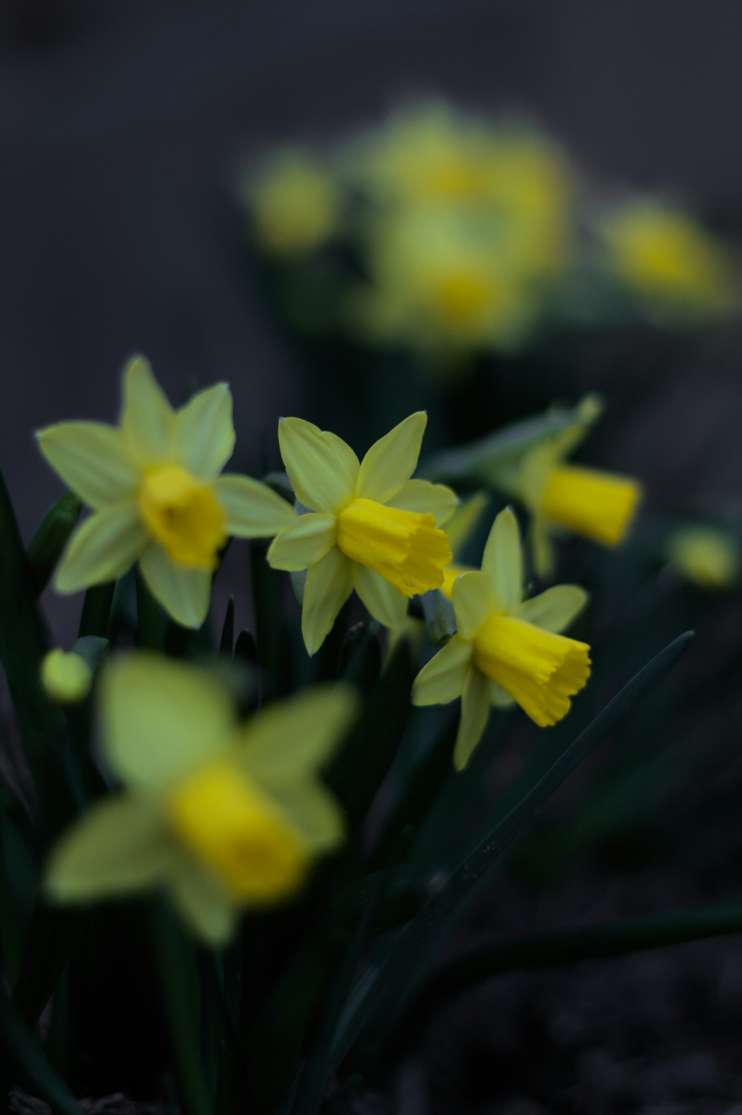 a bunch of yellow daffodils that are growing