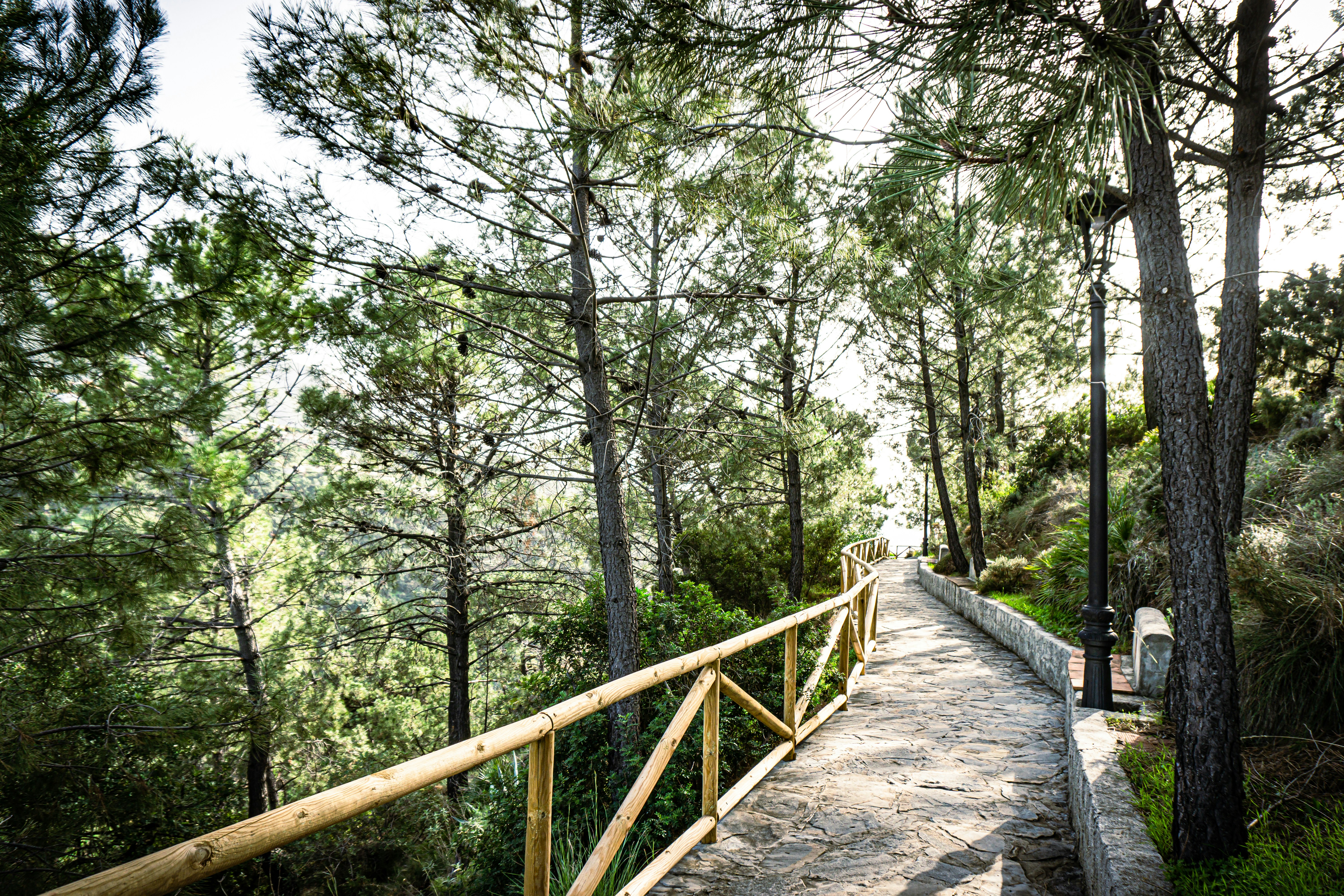 Pathway leading through a pine tree forest | a tree in a forest