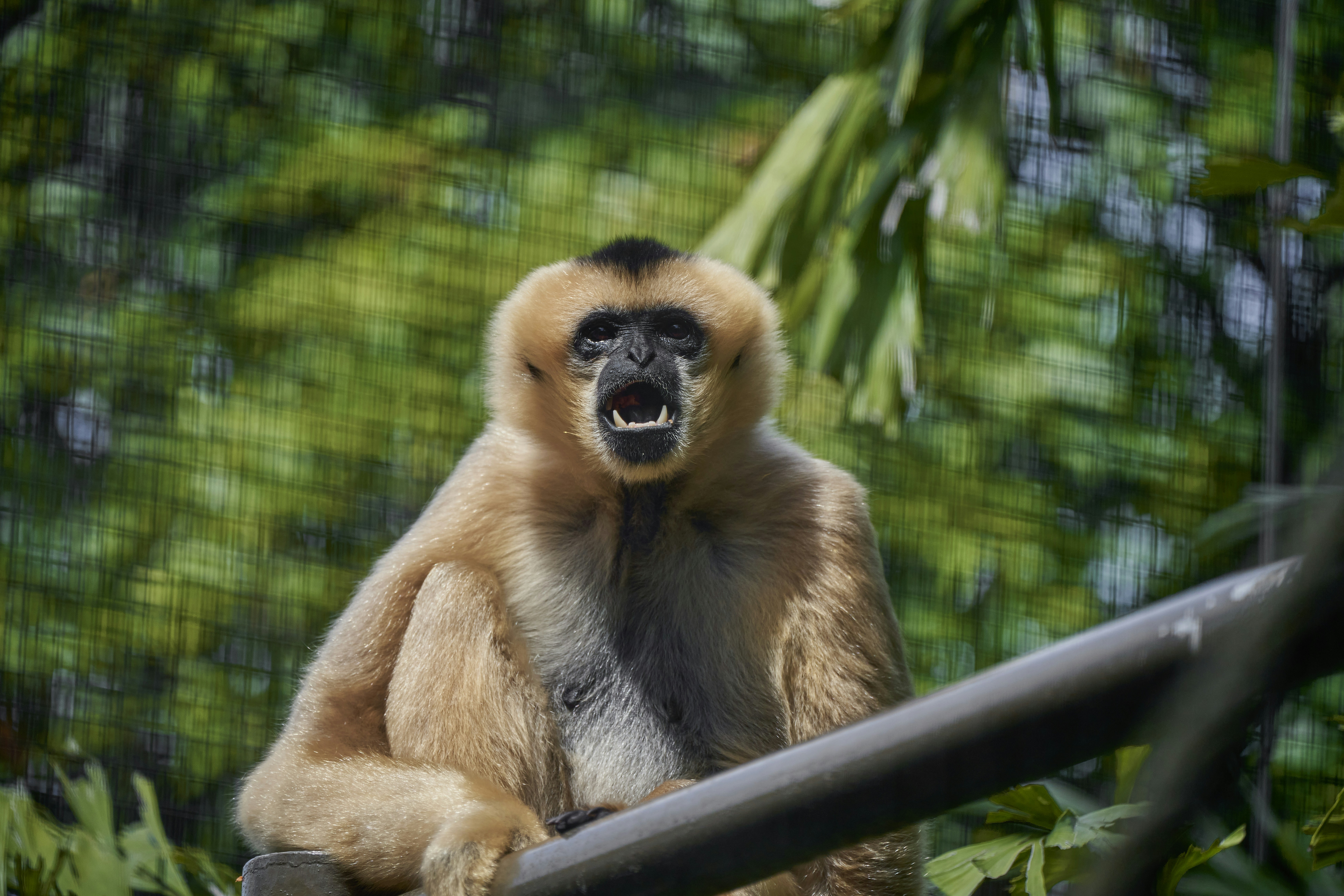 Un singe brun et noir assis au sommet d’un arbre photo – Photo Faune ...
