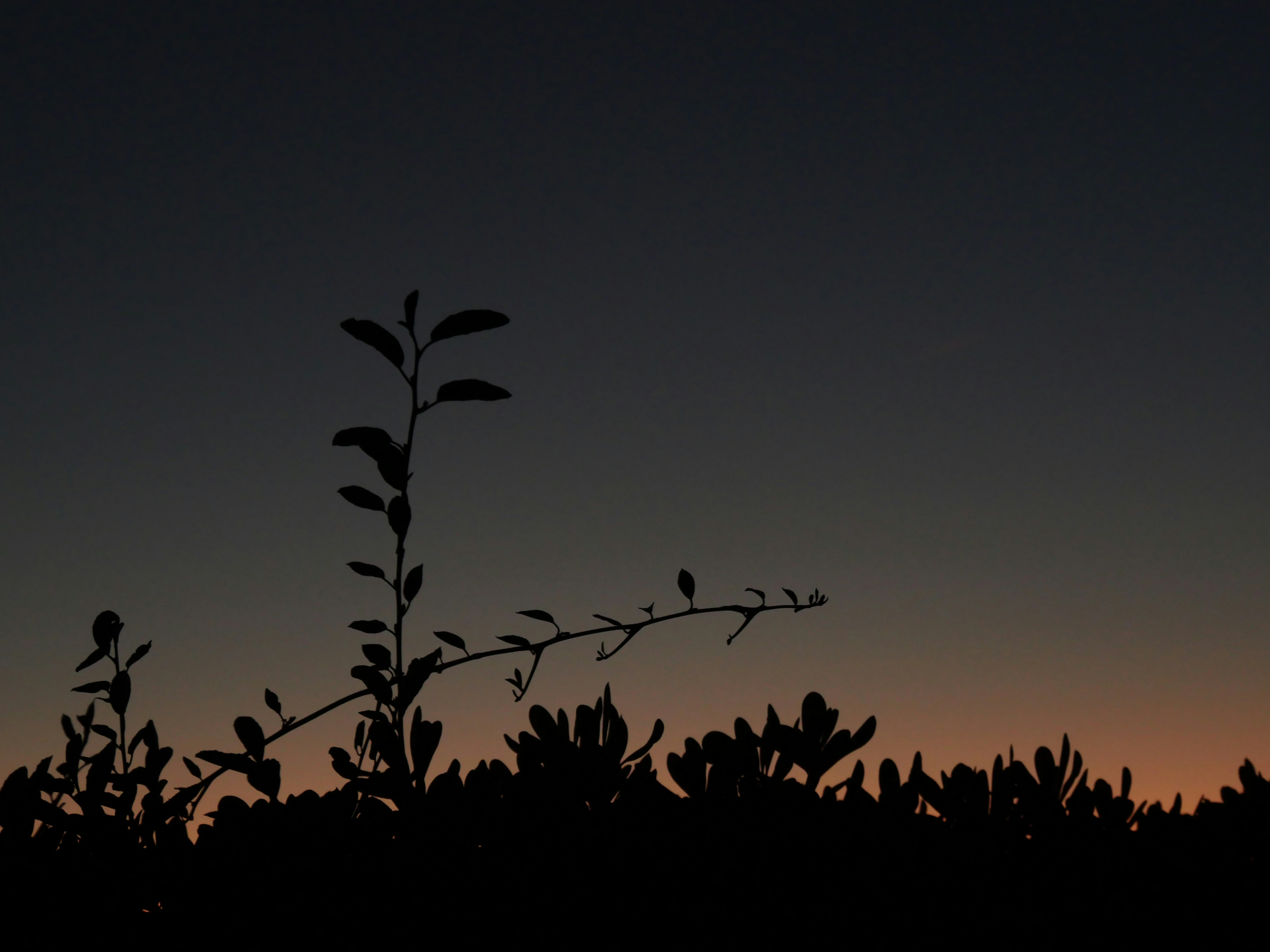 Silhouette Horizon: Sunset Bush Line