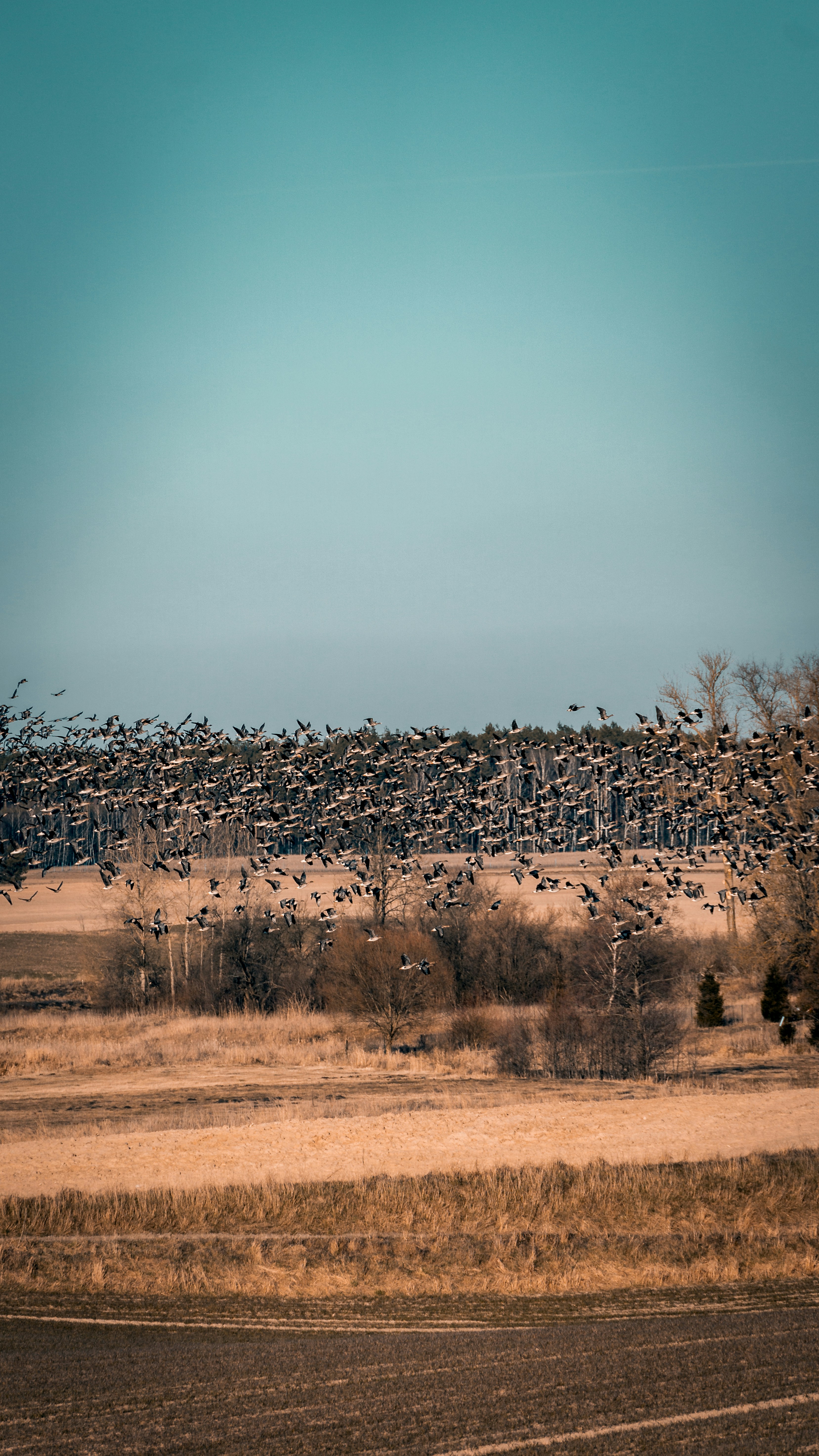 a large flock of birds flying over a dry grass field
