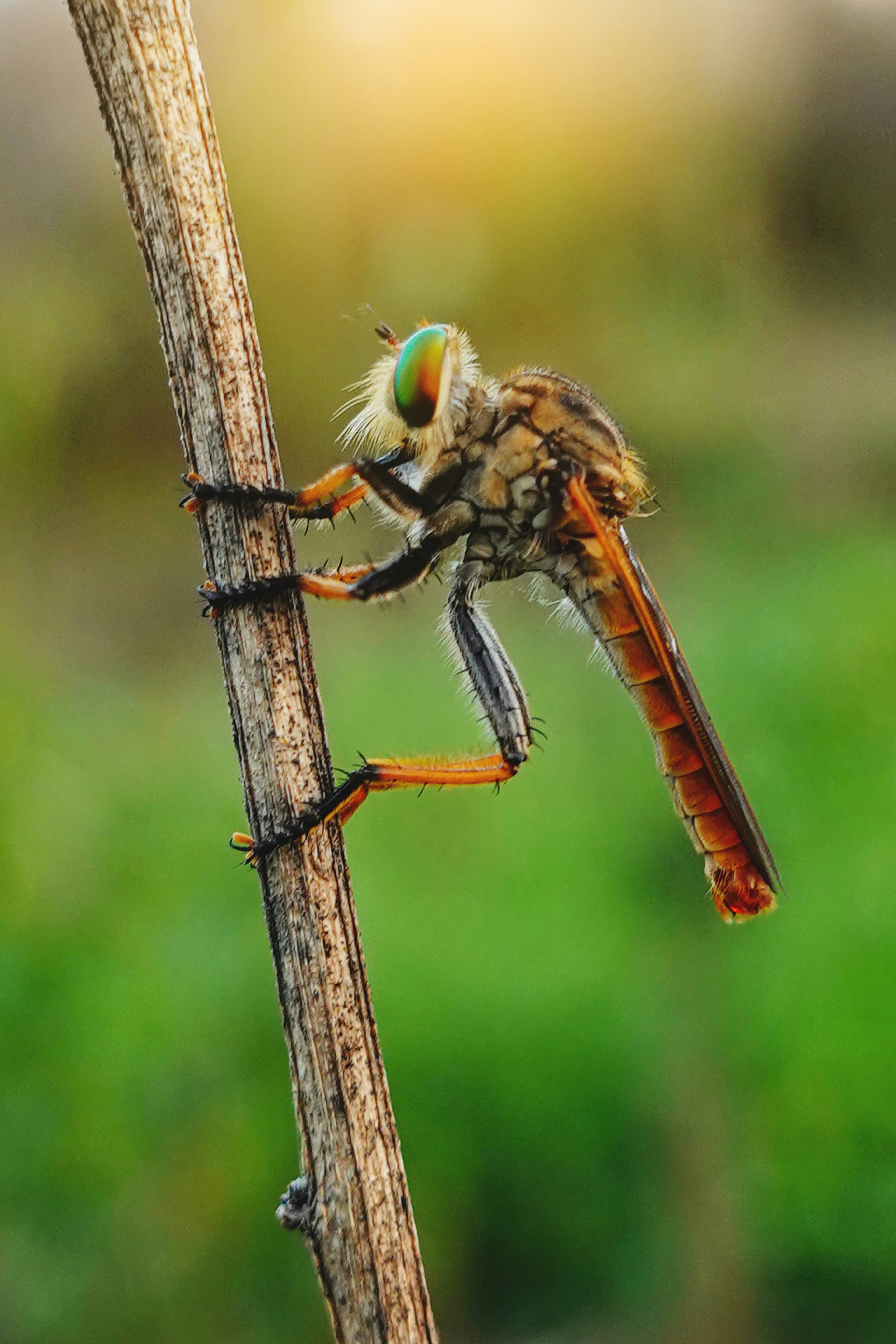 A close up of a fly on a tree branch photo – Free Wild Image on Unsplash