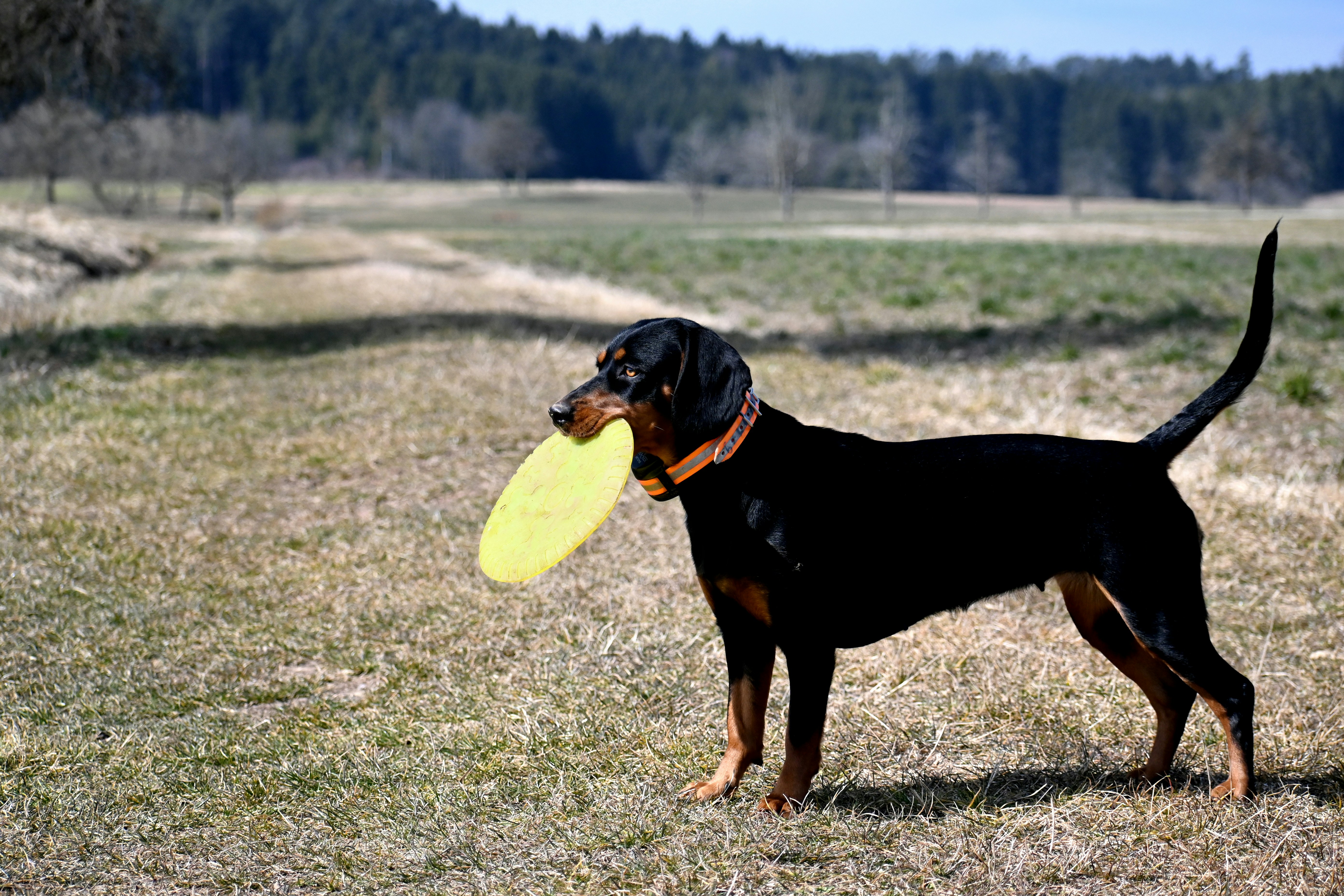 A playful dog stands on a grassy path, poised with a yellow frisbee in its mouth, ready for action. The serene landscape stretches in the background.
