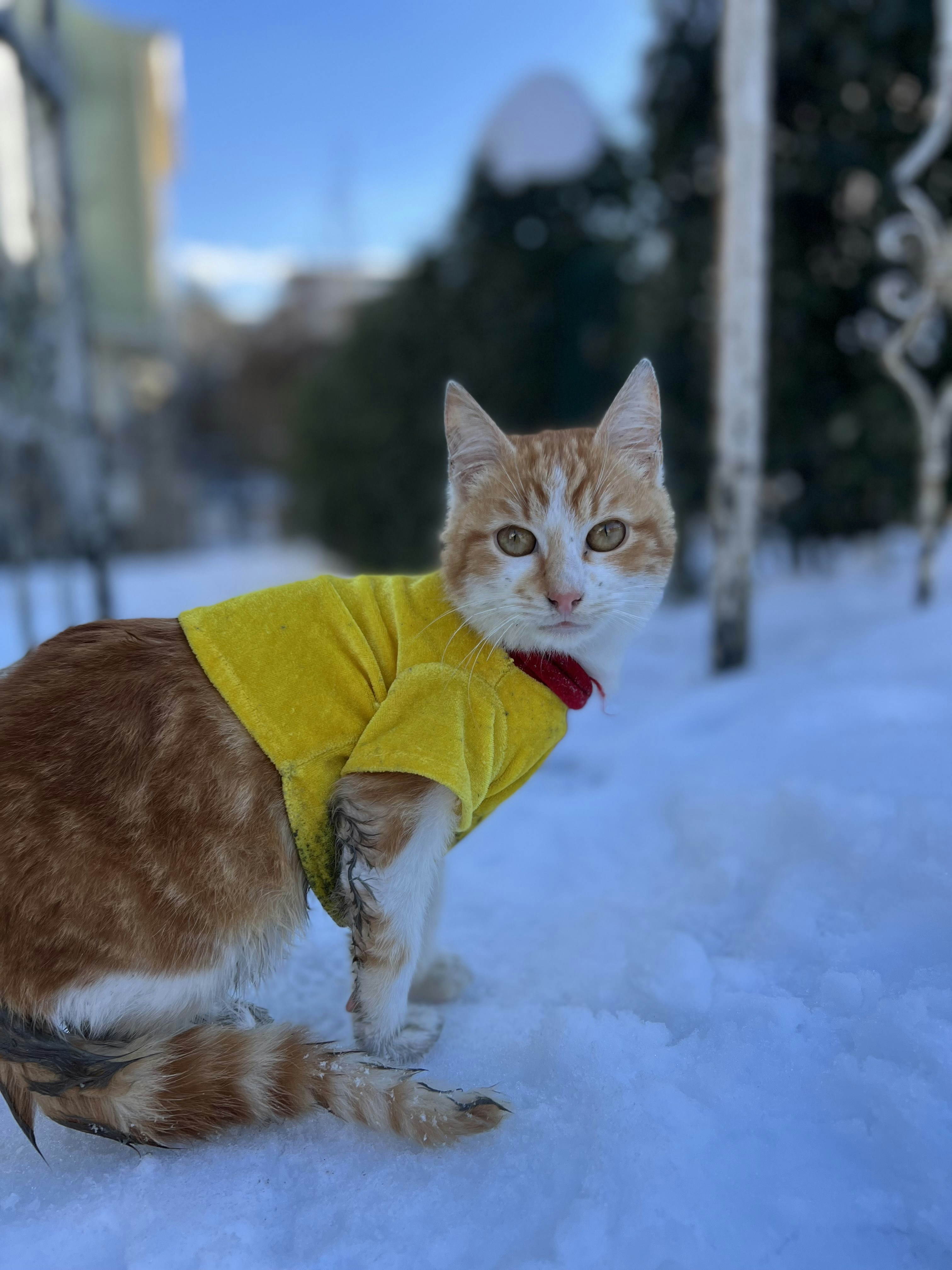 Yellow-Sweater Cat in a Snowy Park Holds a Quiet Gaze