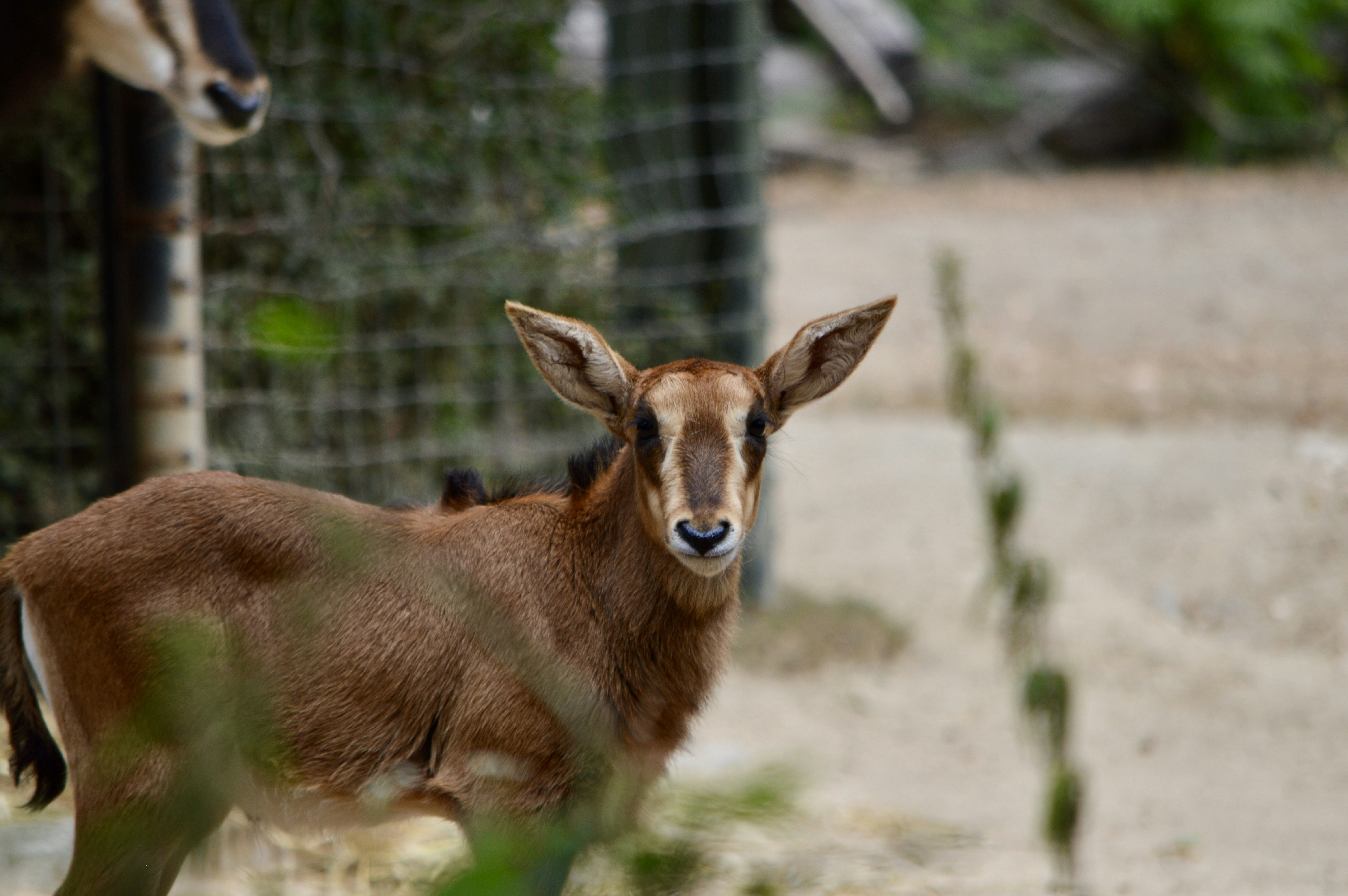 Giant Sable Antelope Baby