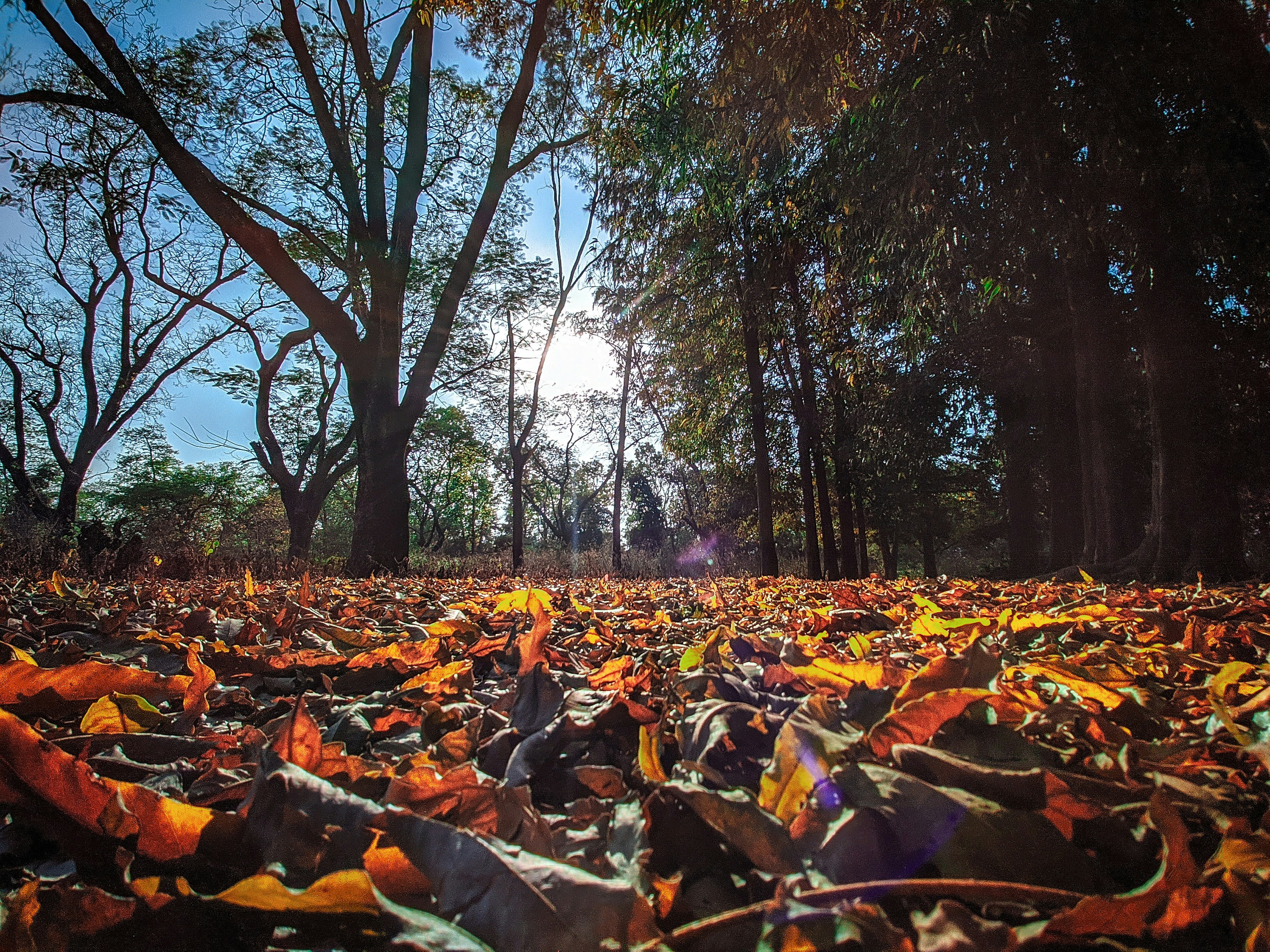 Vibrant autumn leaves blanket the forest floor, illuminated by soft sunlight filtering through trees. The scene captures the essence of seasonal change.