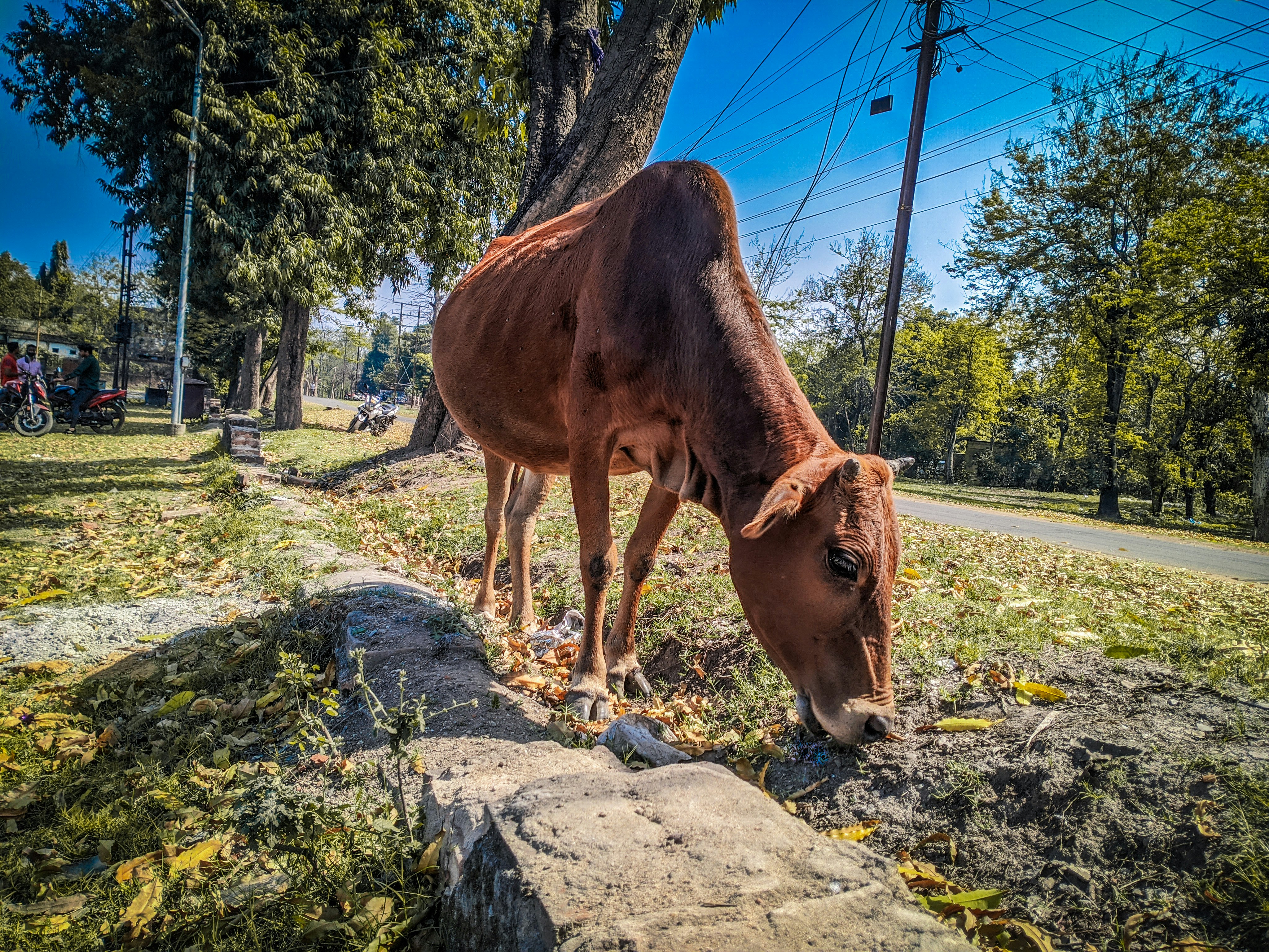 Rock-Side Grazing: A Brown Cow Under a Bright Park Sky