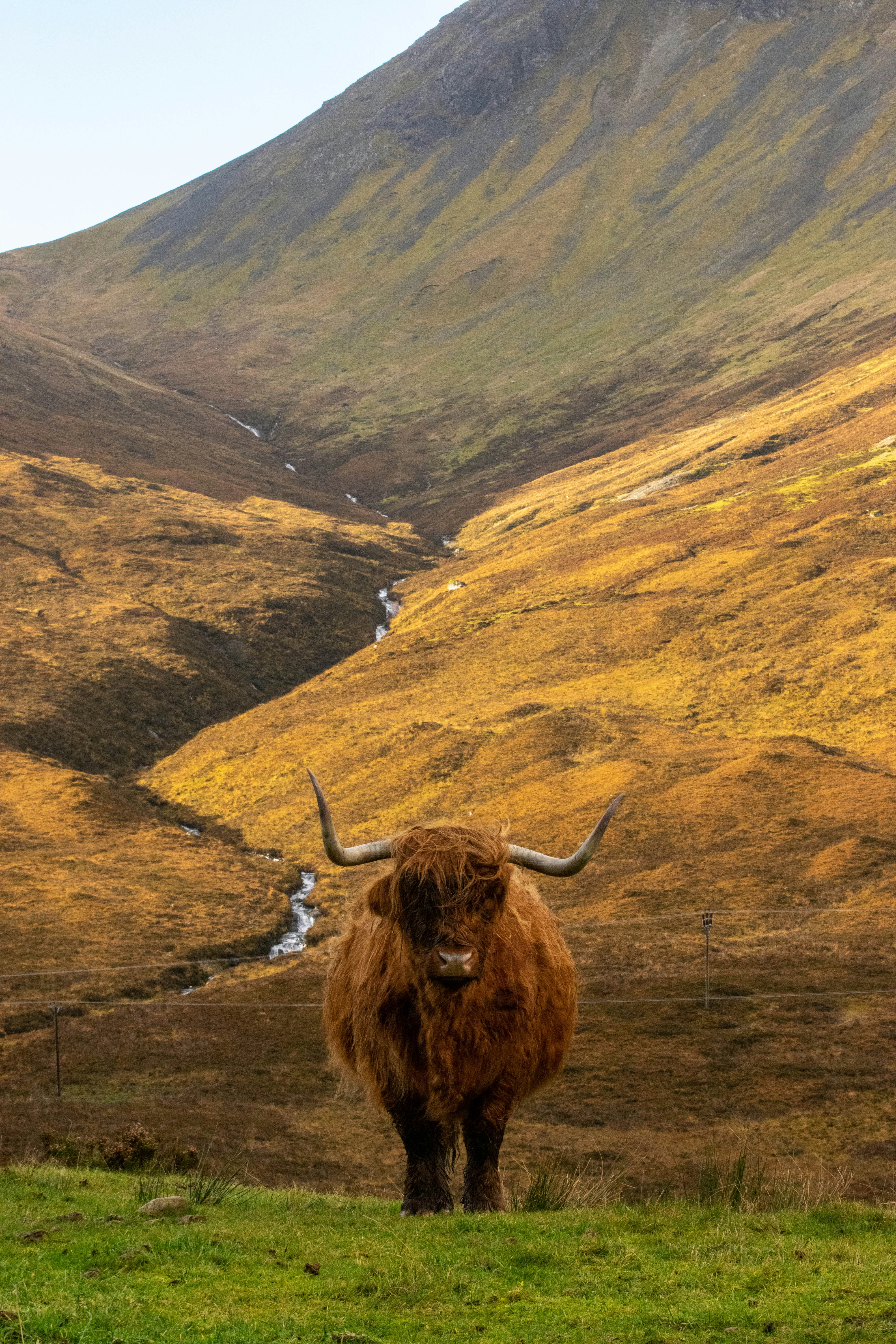 A bull standing in a field with a mountain in the background photo ...
