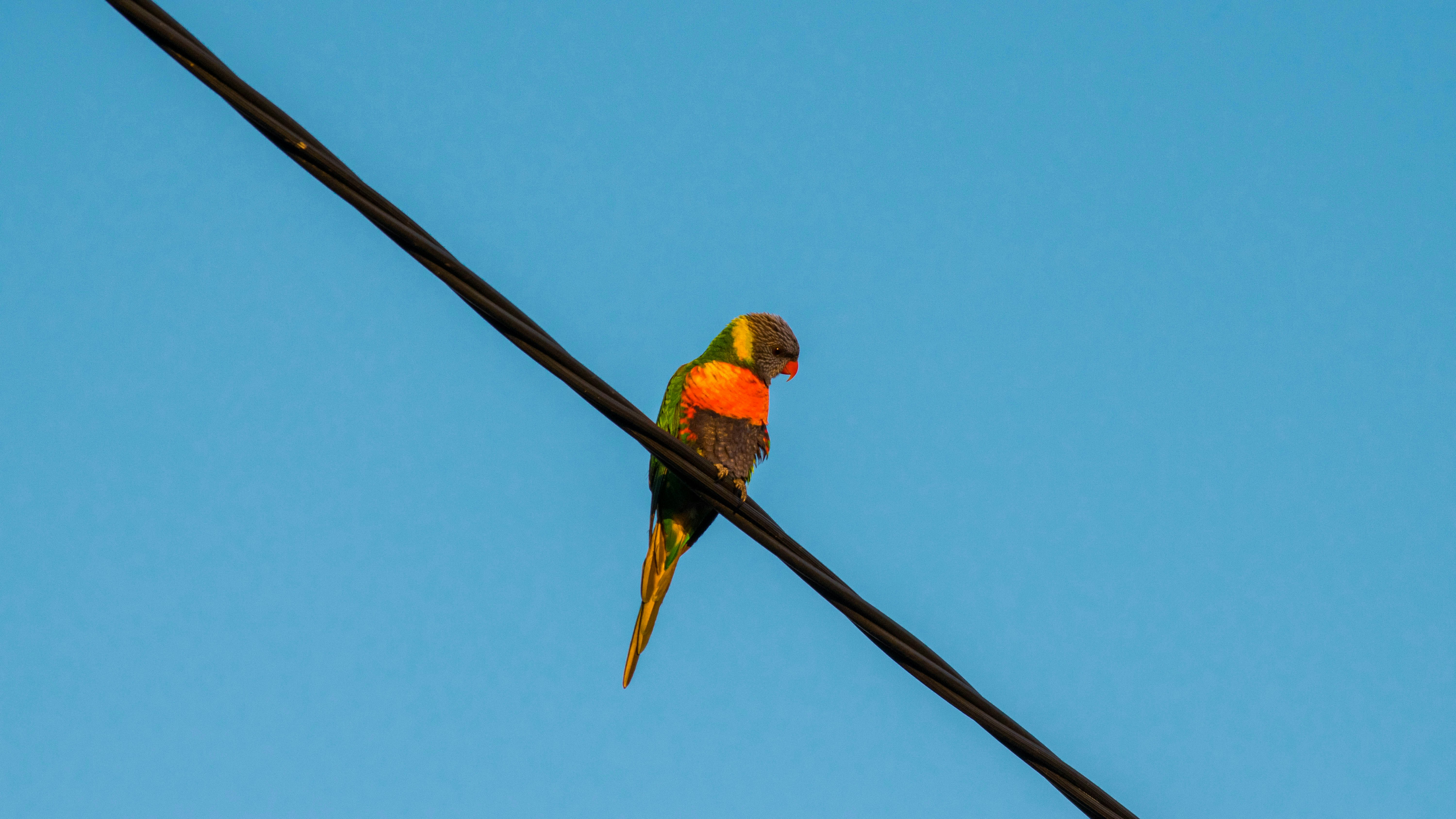 Vibrant Parrot on a Wire Under Clear Noon Sky