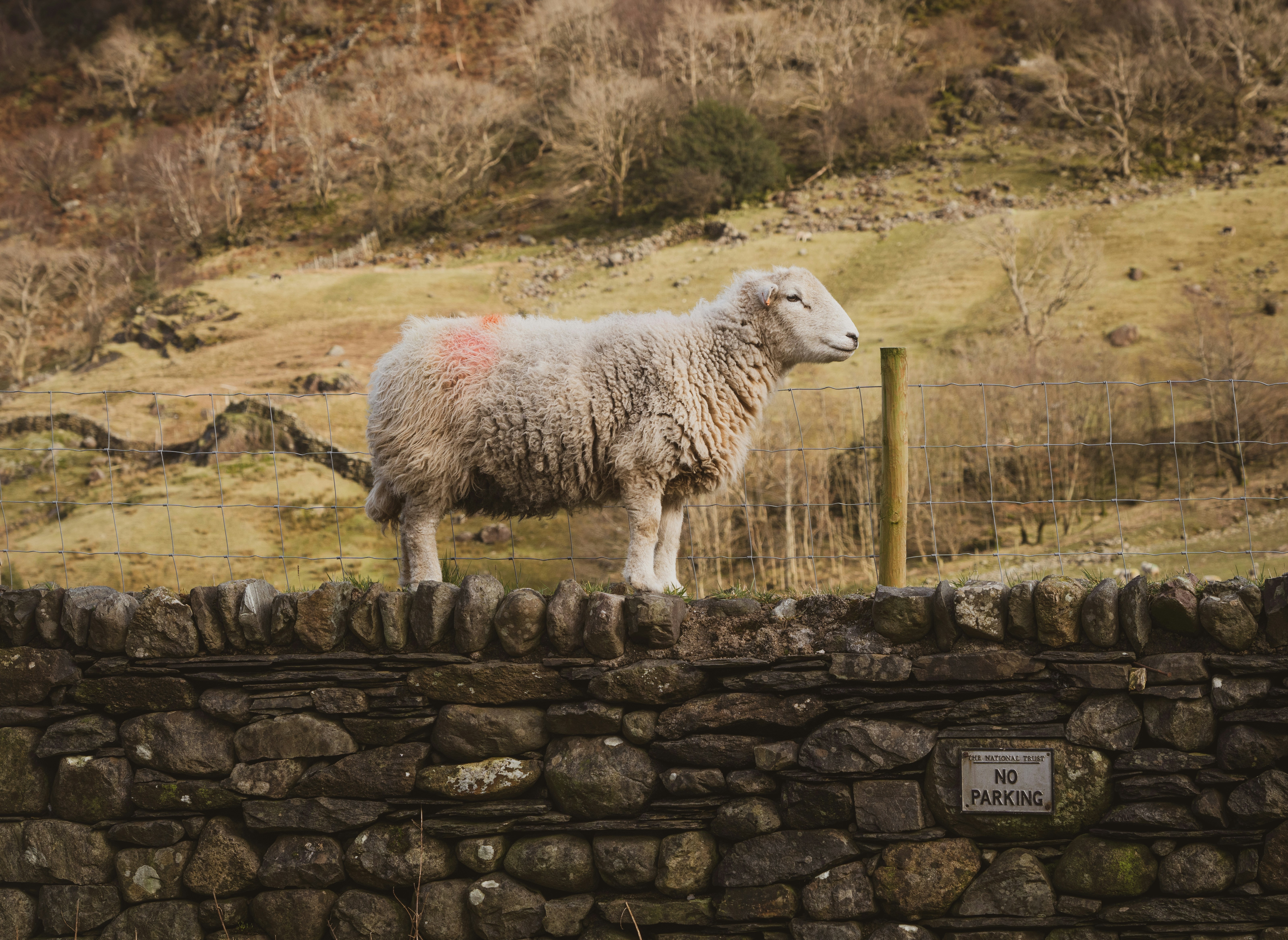 Un mouton debout au sommet d’un mur de pierre photo – Image gratuite de ...