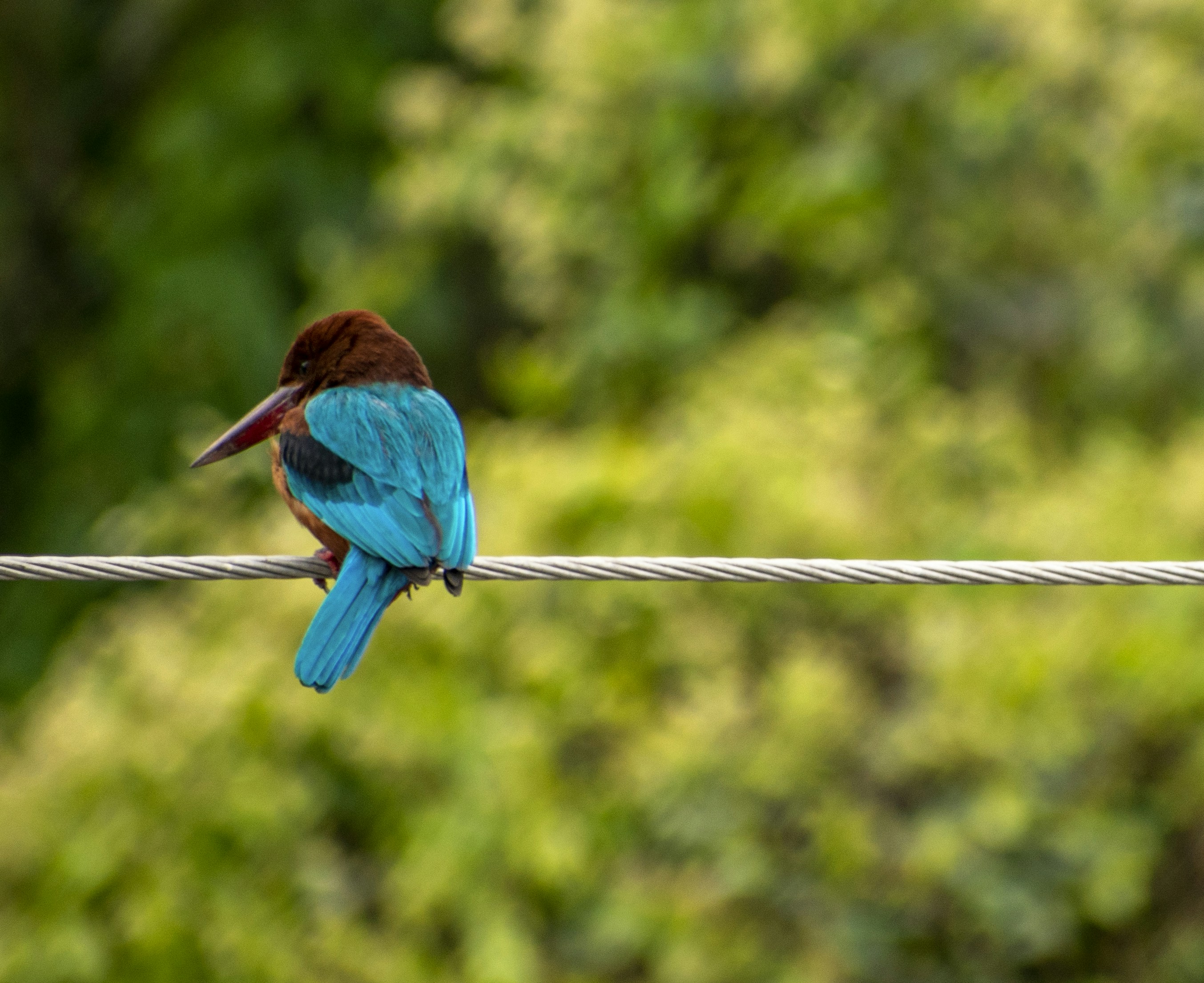 White-throated kingfisher perched on a wire against a blurred green backdrop, showcasing its vibrant plumage.