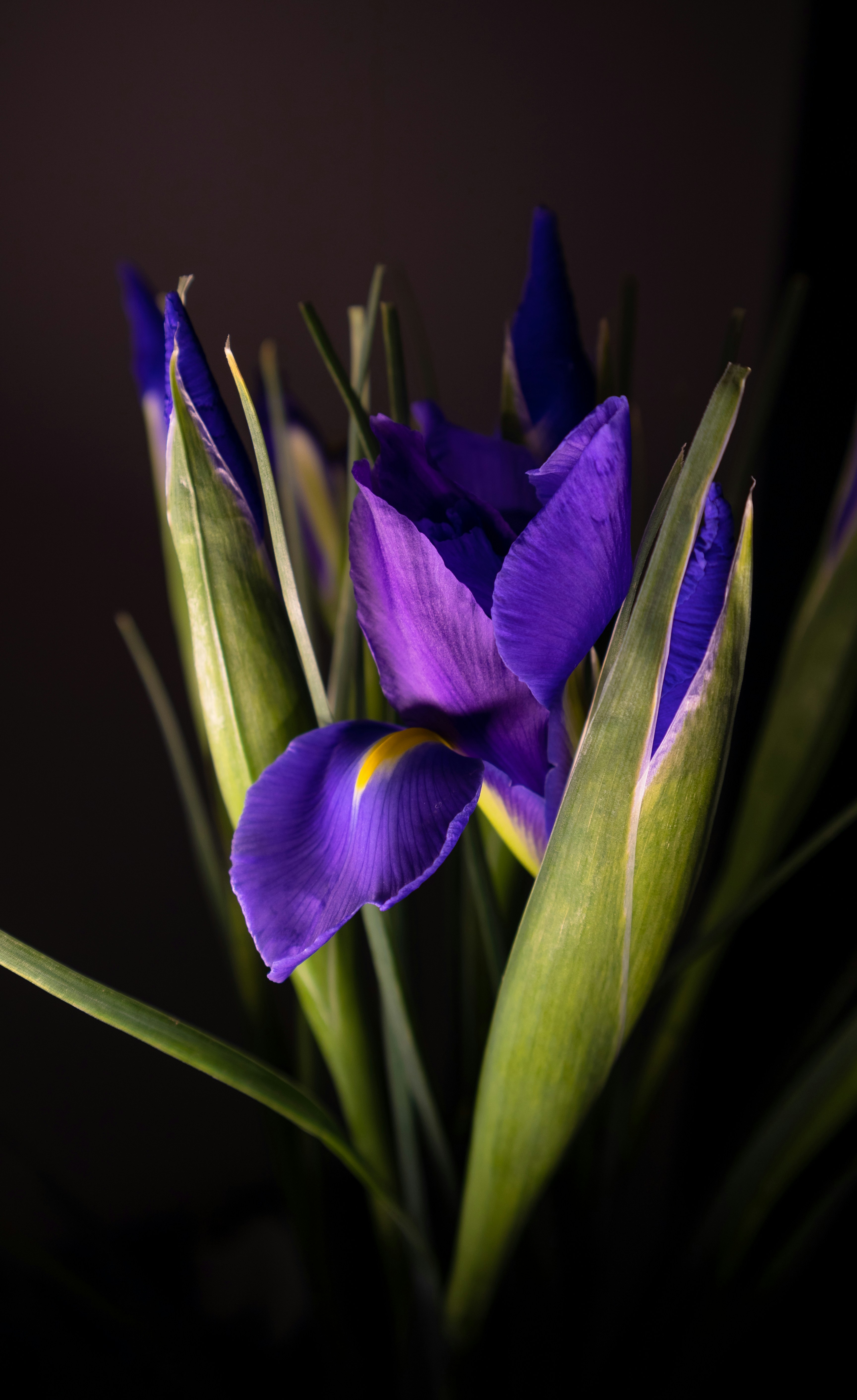 Vibrant purple irises nestled among green foliage, illuminated against a dark backdrop. The interplay of light highlights the delicate textures of the petals.