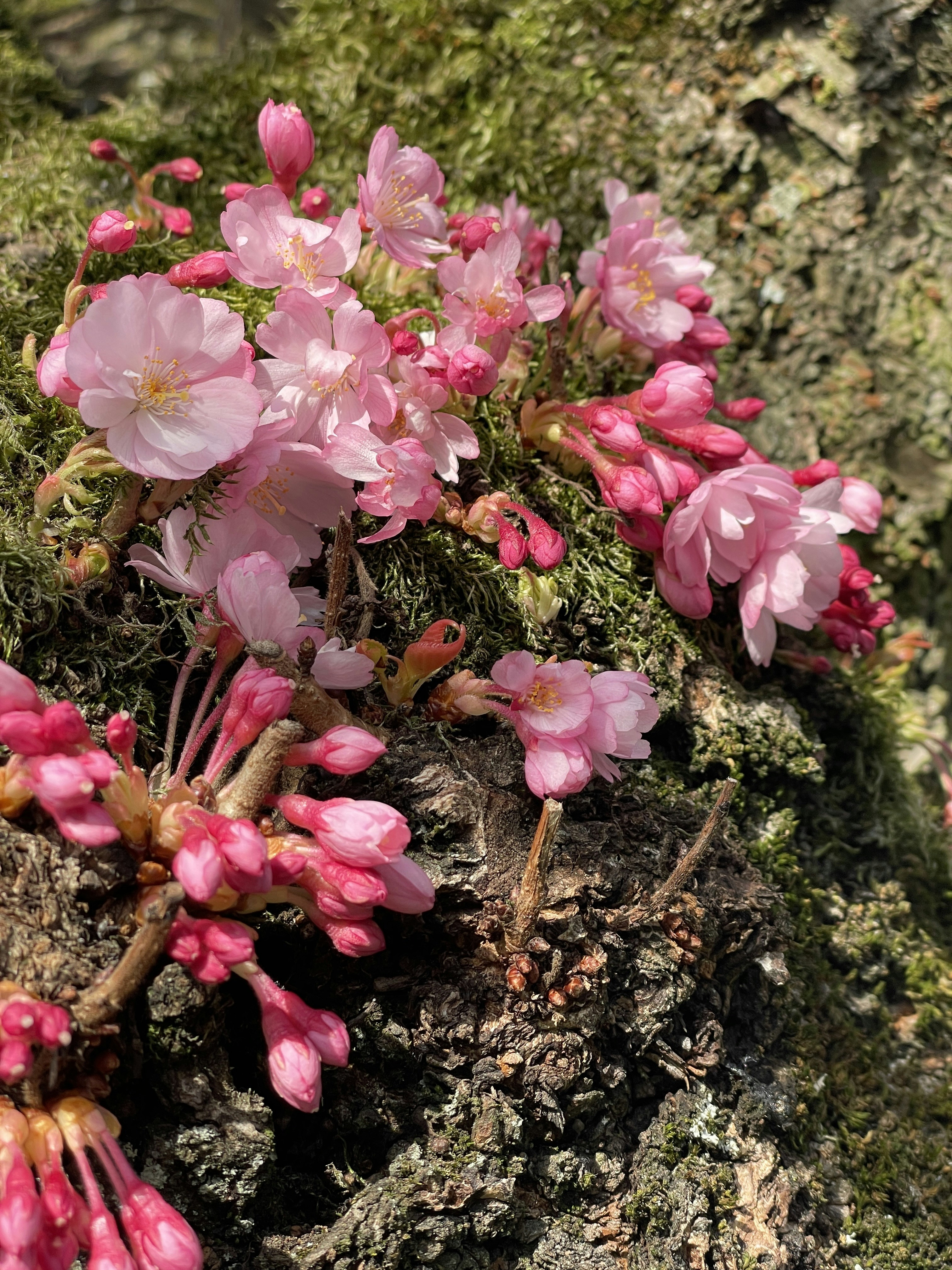 Petal Echoes on a Moss-Crowned Stone