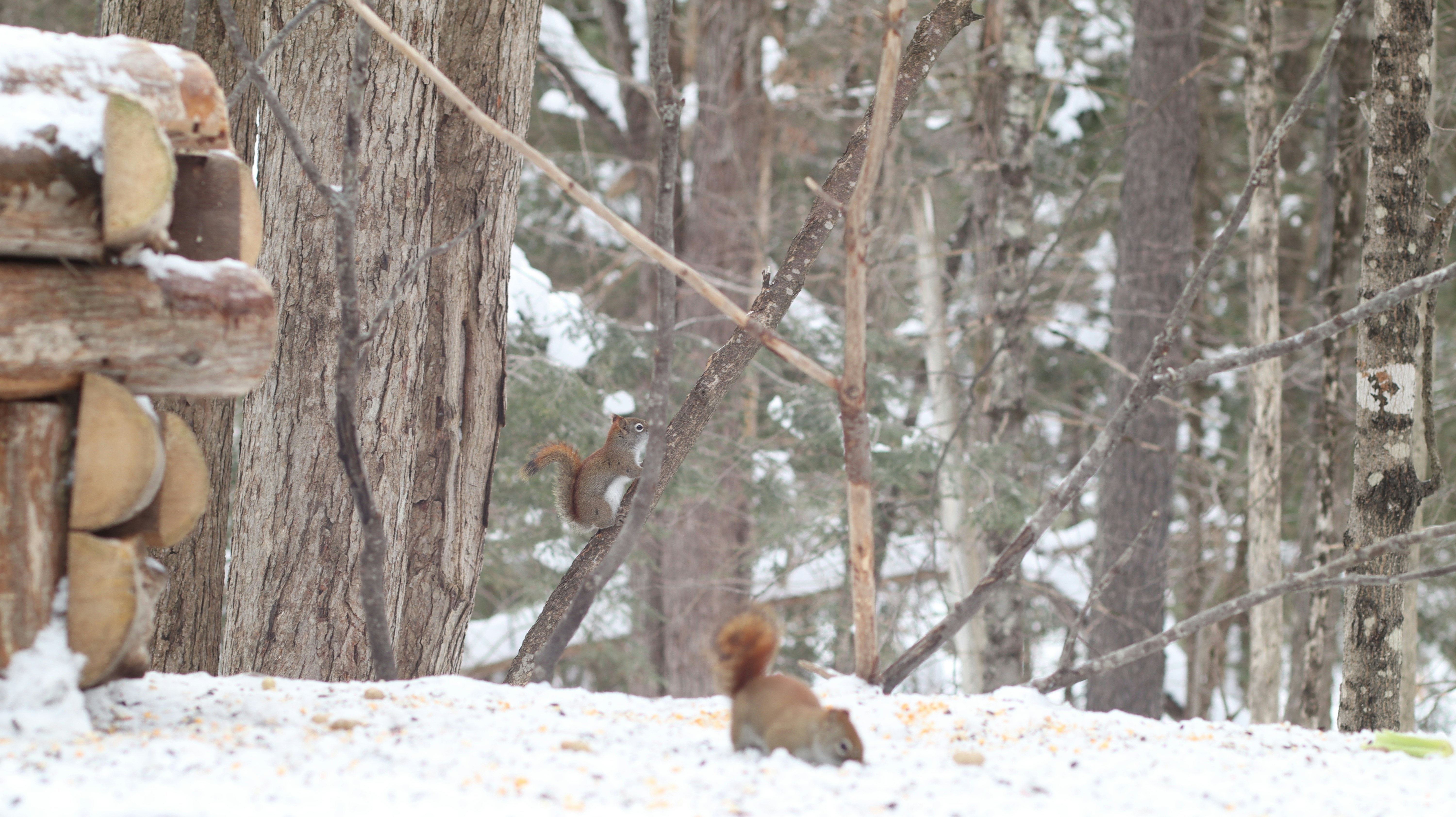 Un écureuil assis dans la neige à côté d’un arbre photo – Photo Foresta ...