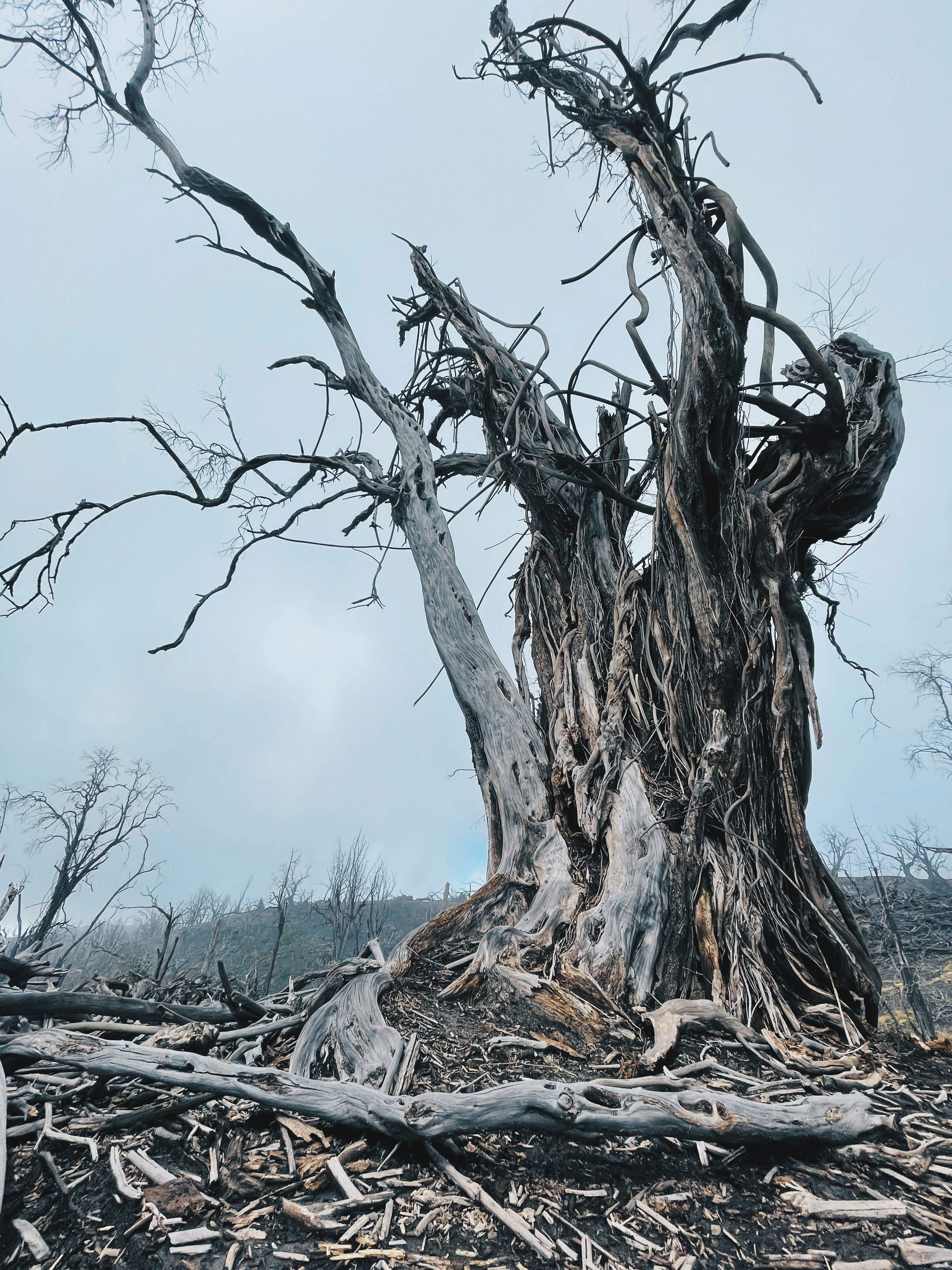 Ruined Sentinel: A Lone Charred Tree Reaching Toward a Gray Sky