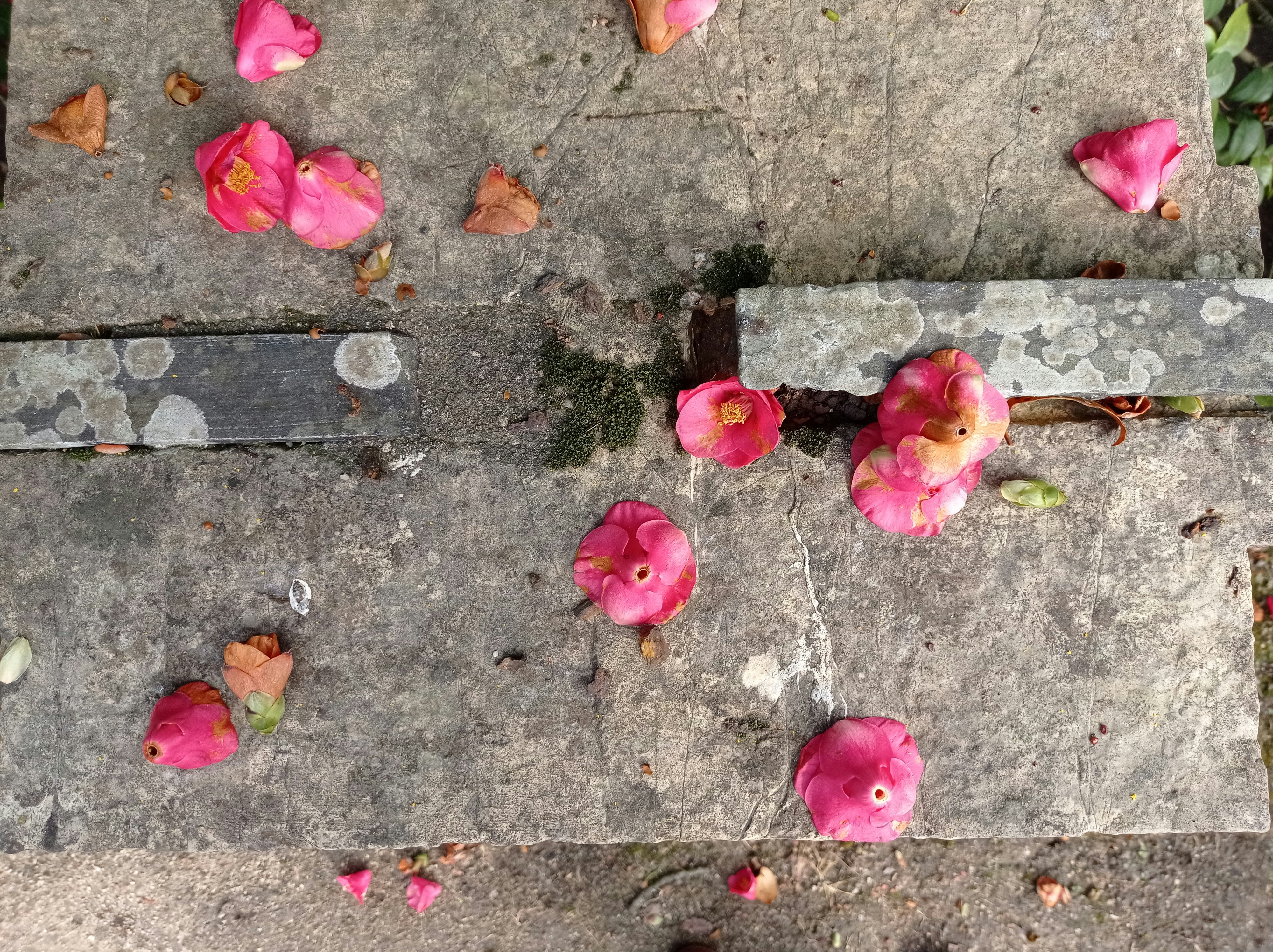 Pink flowers scattered across weathered stone steps.