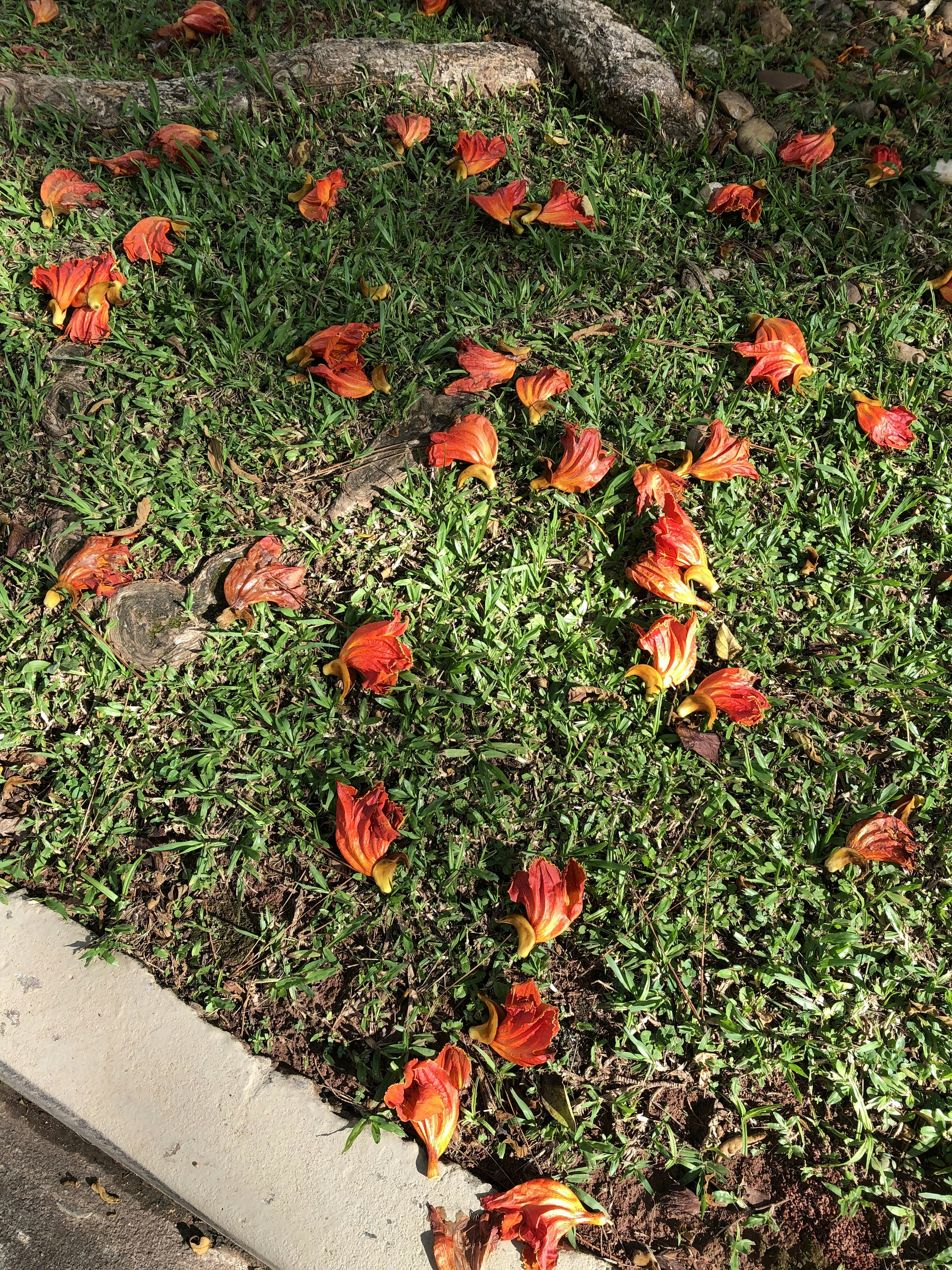 a bunch of flowers that are in the grass