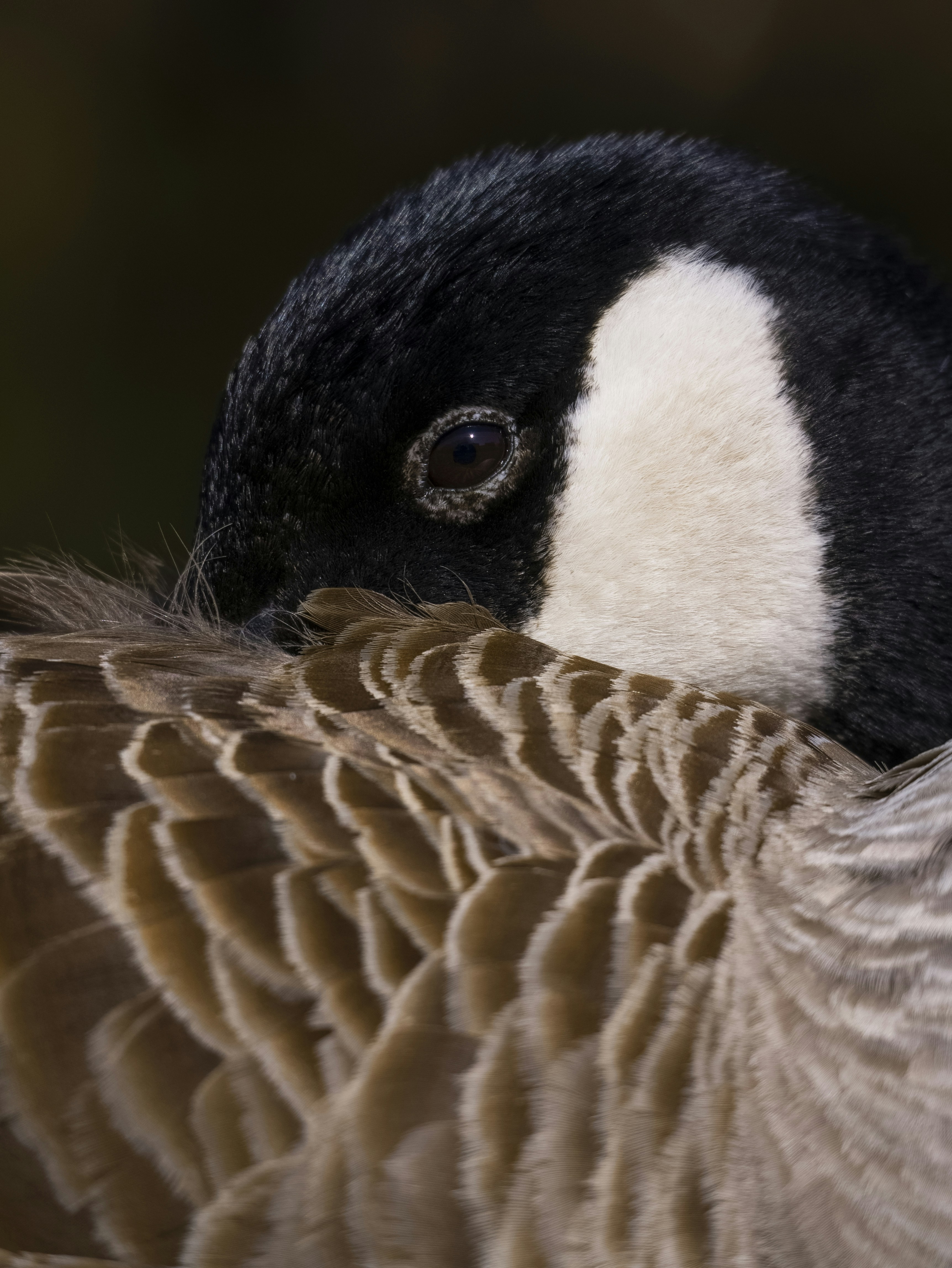 Half-turned Portrait of a Waterfowl with Textured Plumage