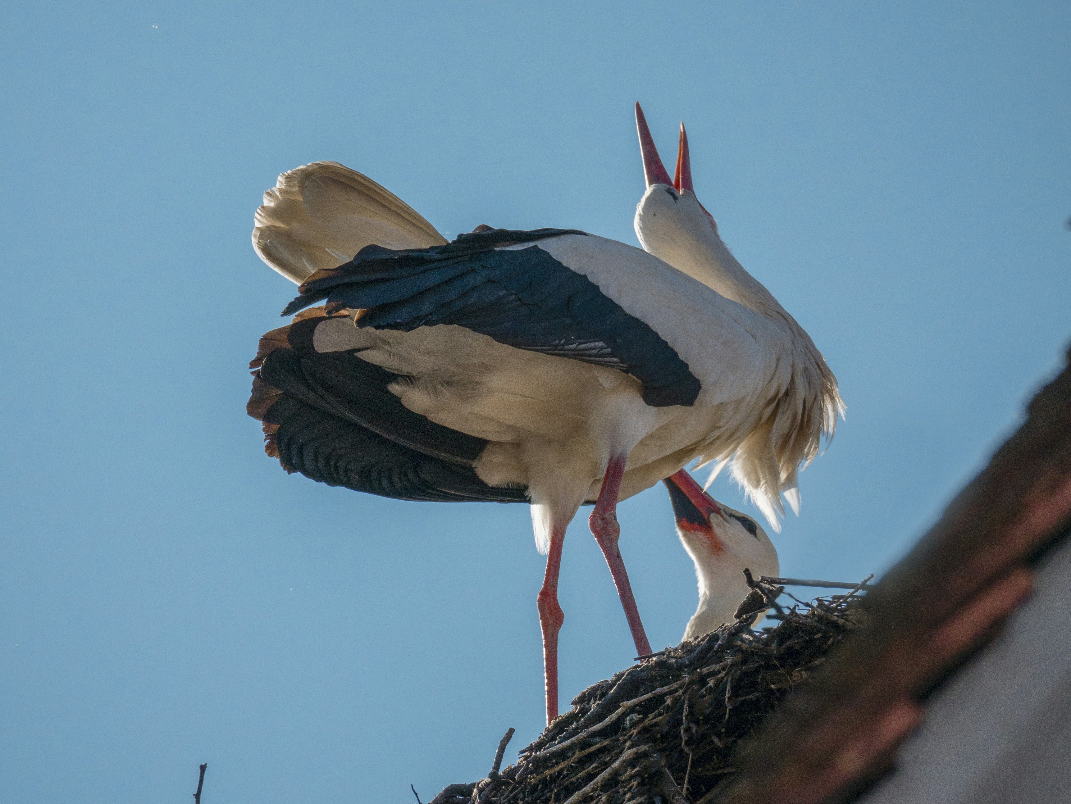 A stork standing on top of a nest with its beak open photo – Free Bird ...