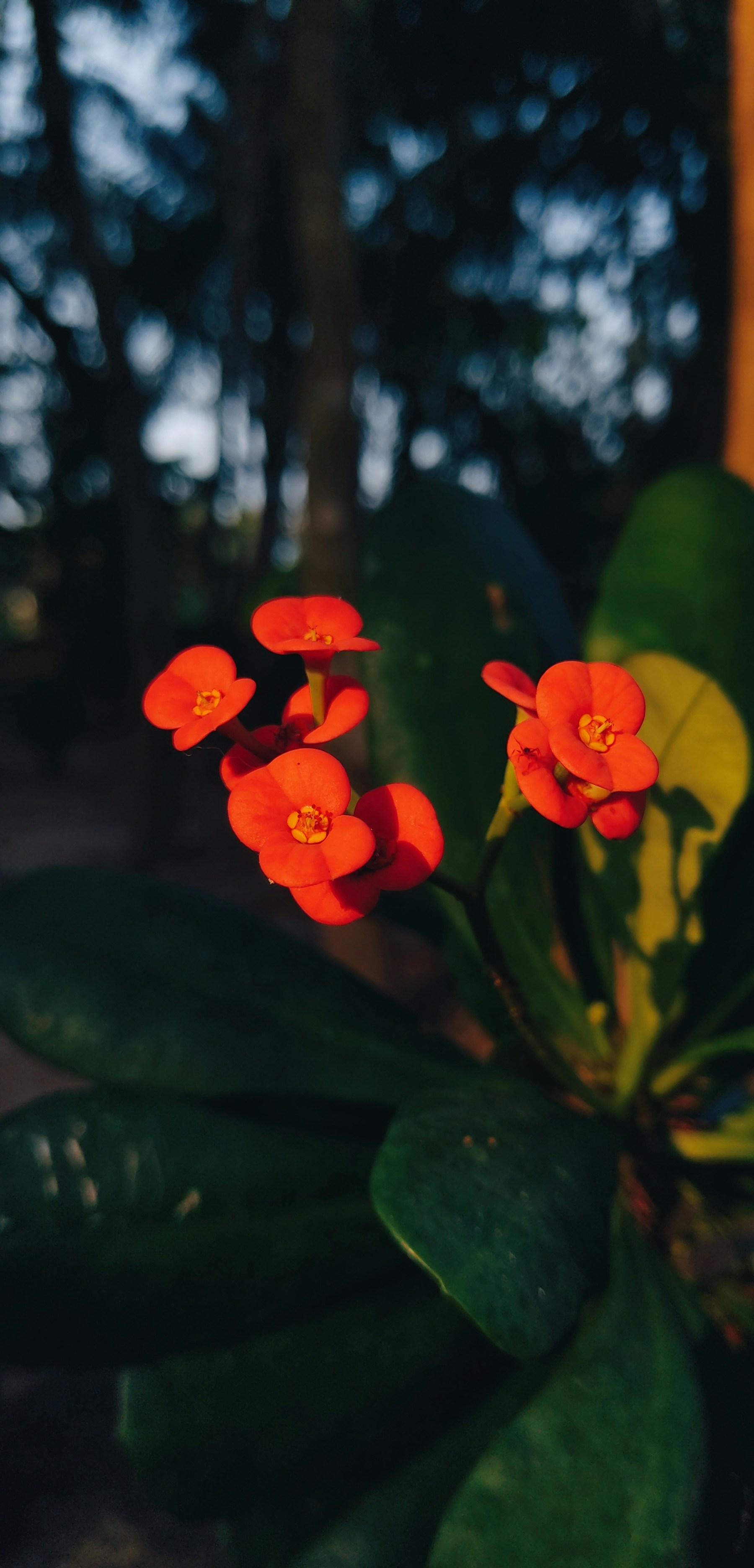 Scarlet blooms in a shadowed garden